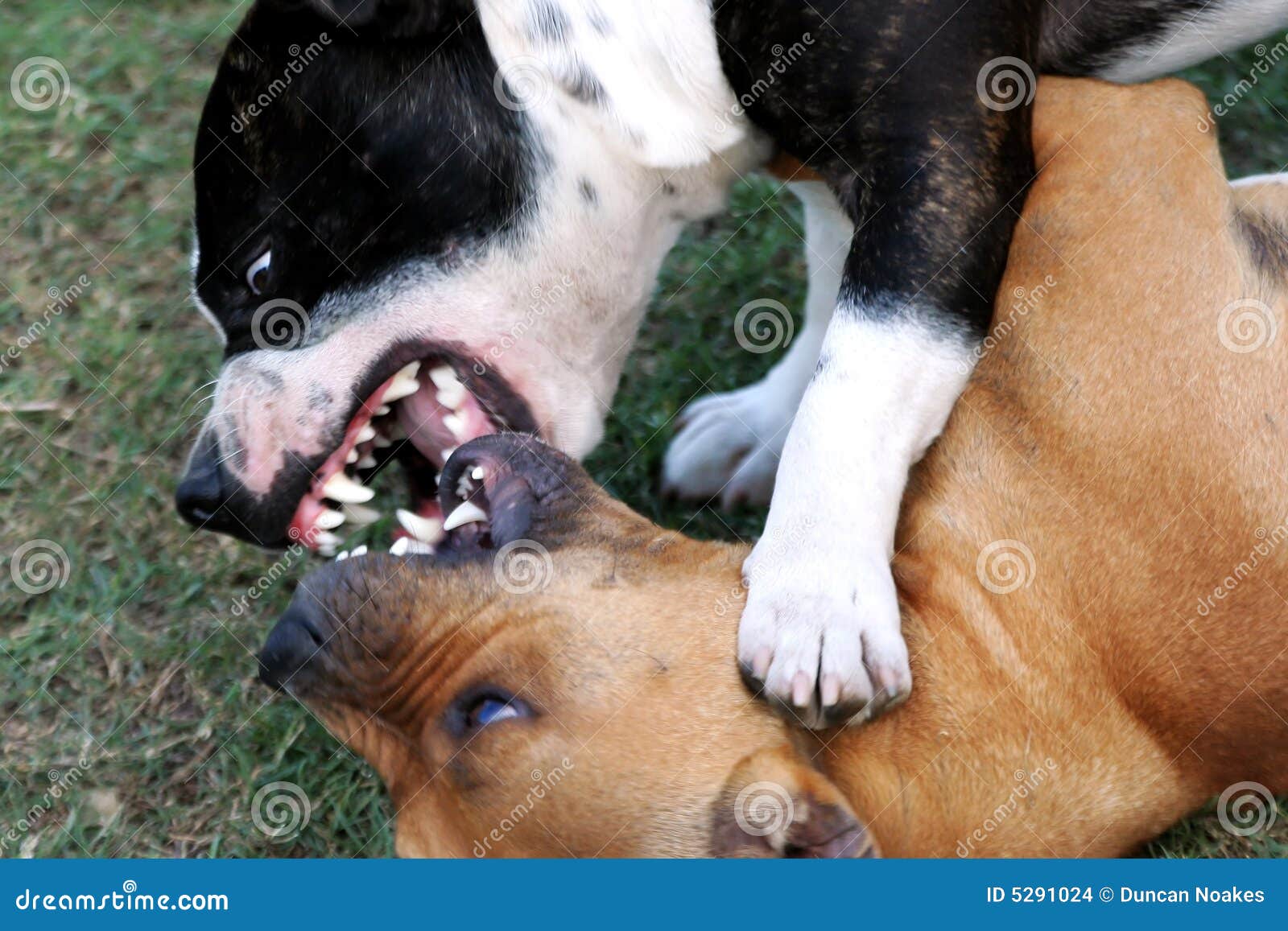 Fighting Staffordshire Terriers Stock Photo - Image of biting, paws ...