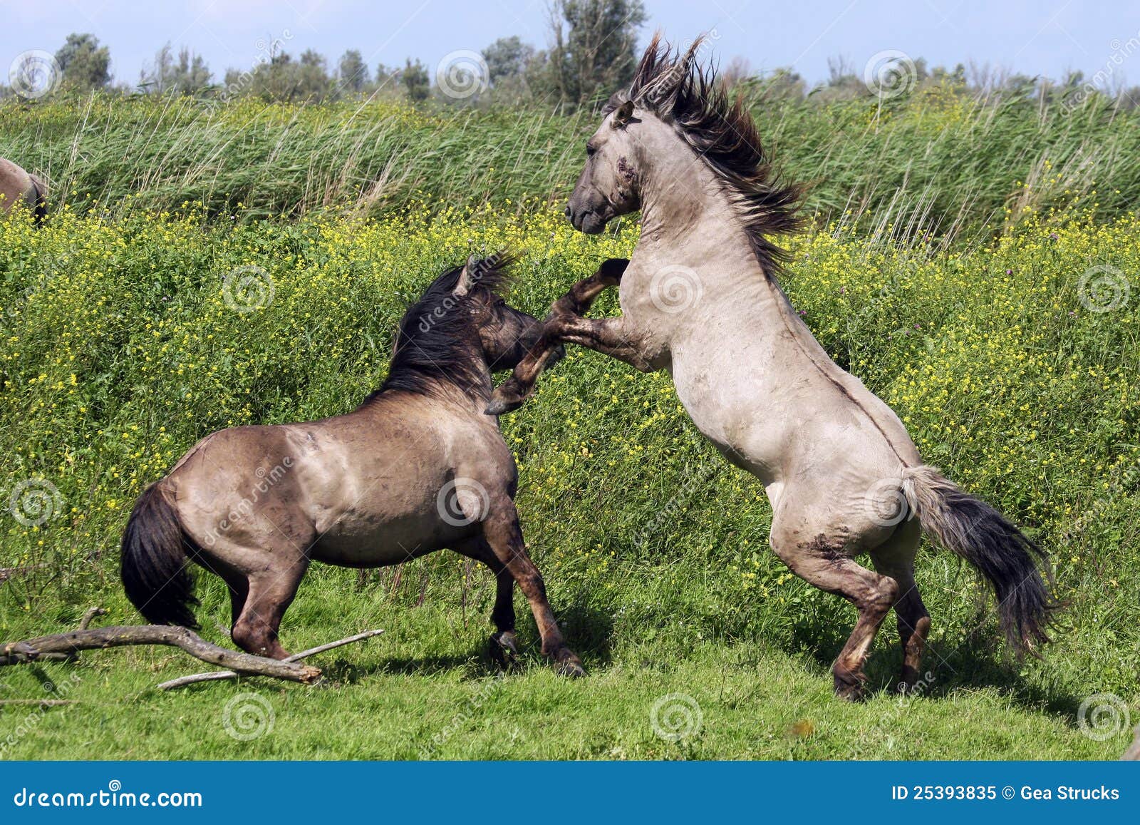 Fighting stallion stock image. Image of herd, grazing - 25393835