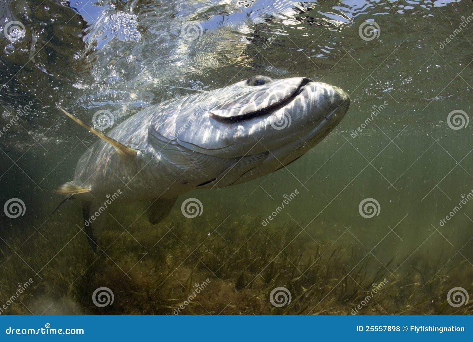 Fighting Tarpon - Fly Fishing Stock Photo - Image of reel, boat: 25557898
