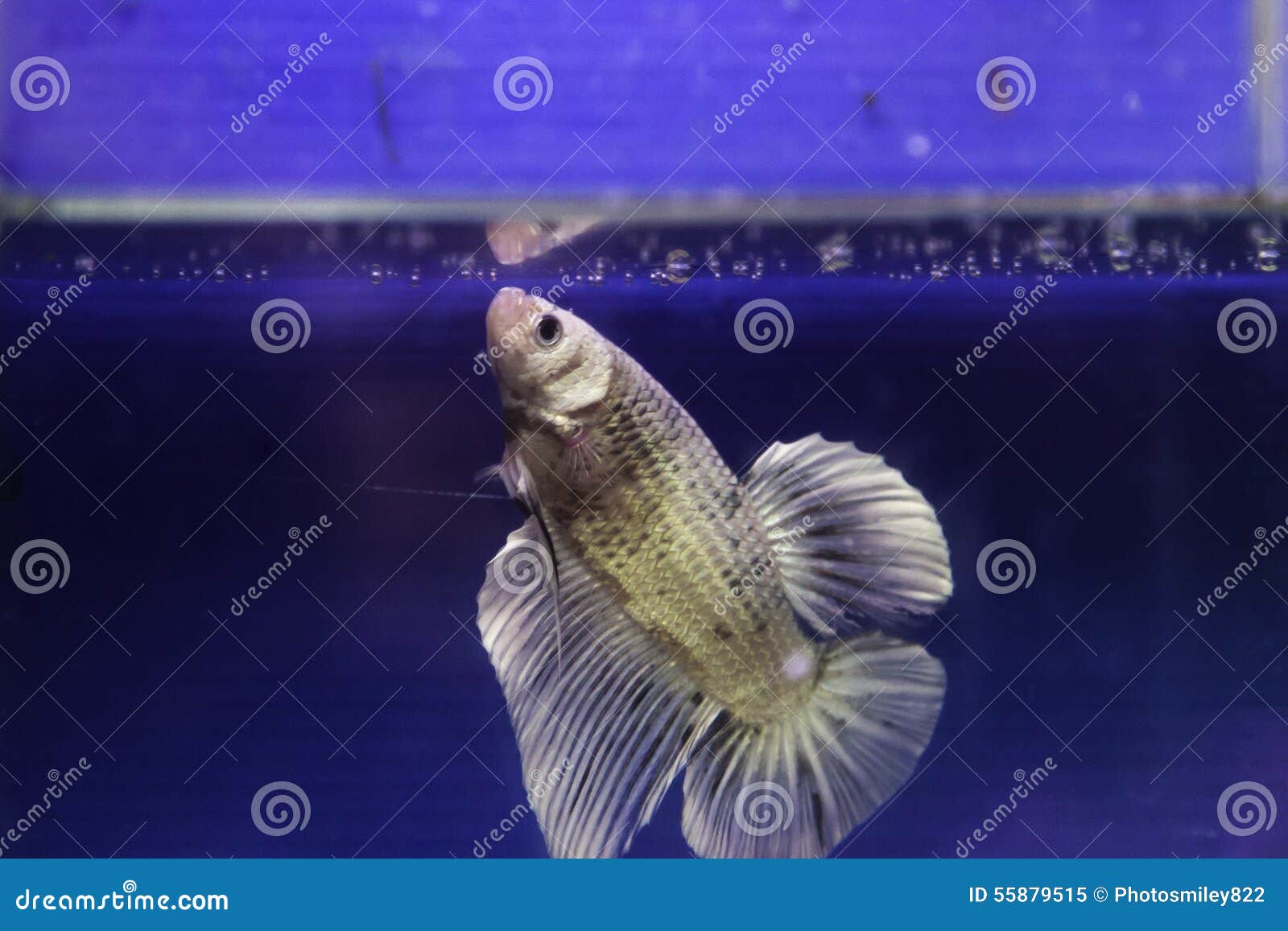 Fighting Thai stock image. Image of pets, tank, dispenser - 55879515