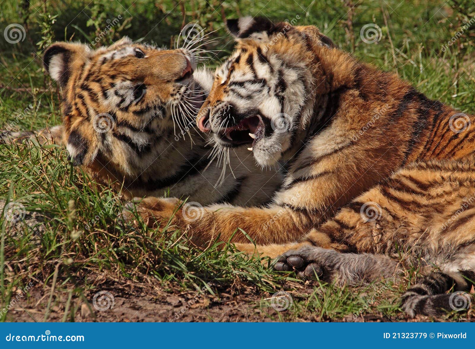 Fighting tiger cubs stock image. Image of curious, family - 21323779