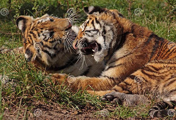 Fighting tiger cubs stock image. Image of curious, family - 21323779