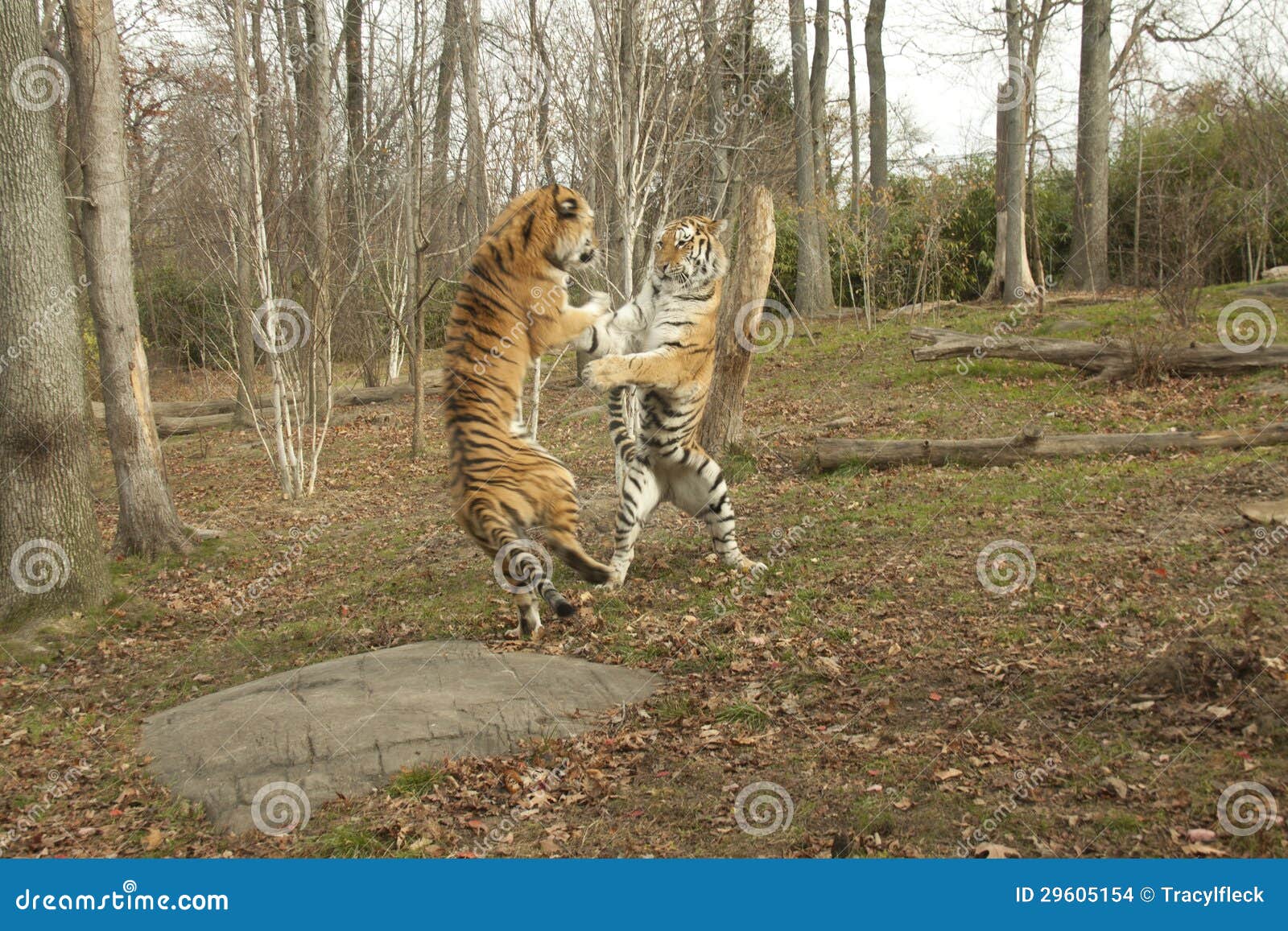 Fighting Tigers stock photo. Image of danger, paws, siblings - 29605154