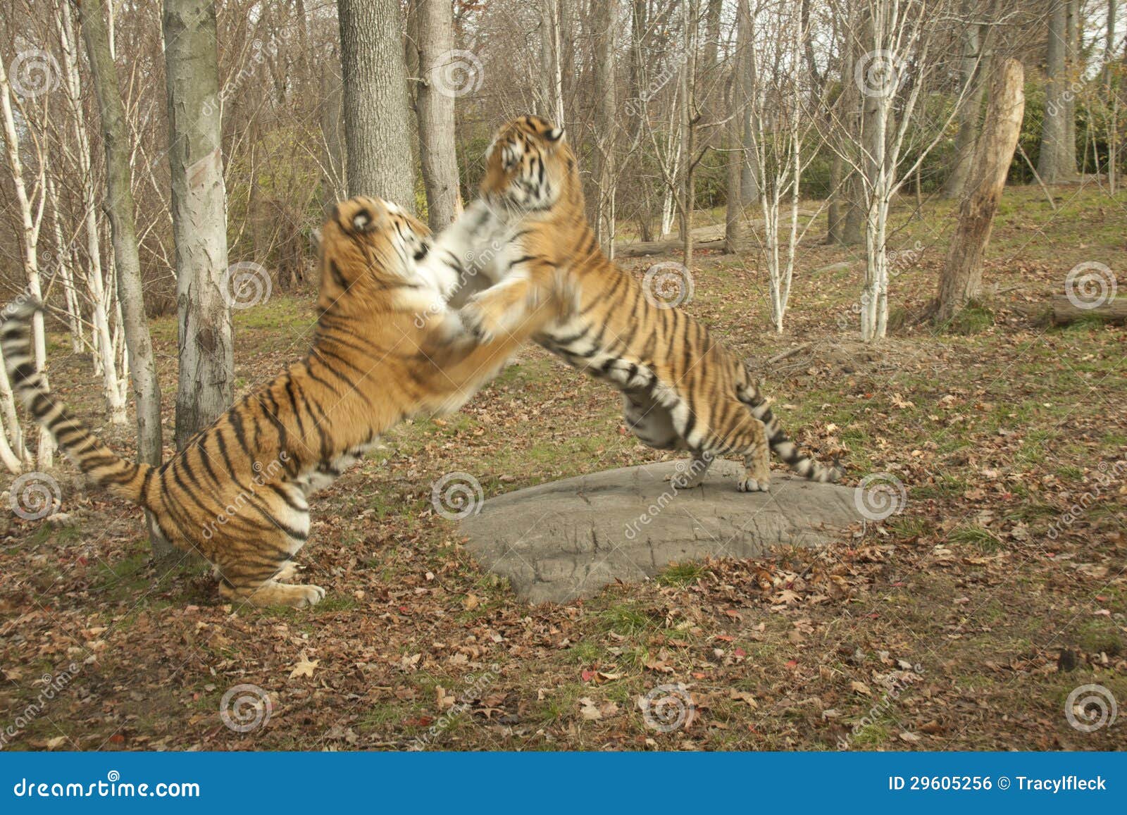 Fighting Tigers stock photo. Image of play, fear, happy - 29605256