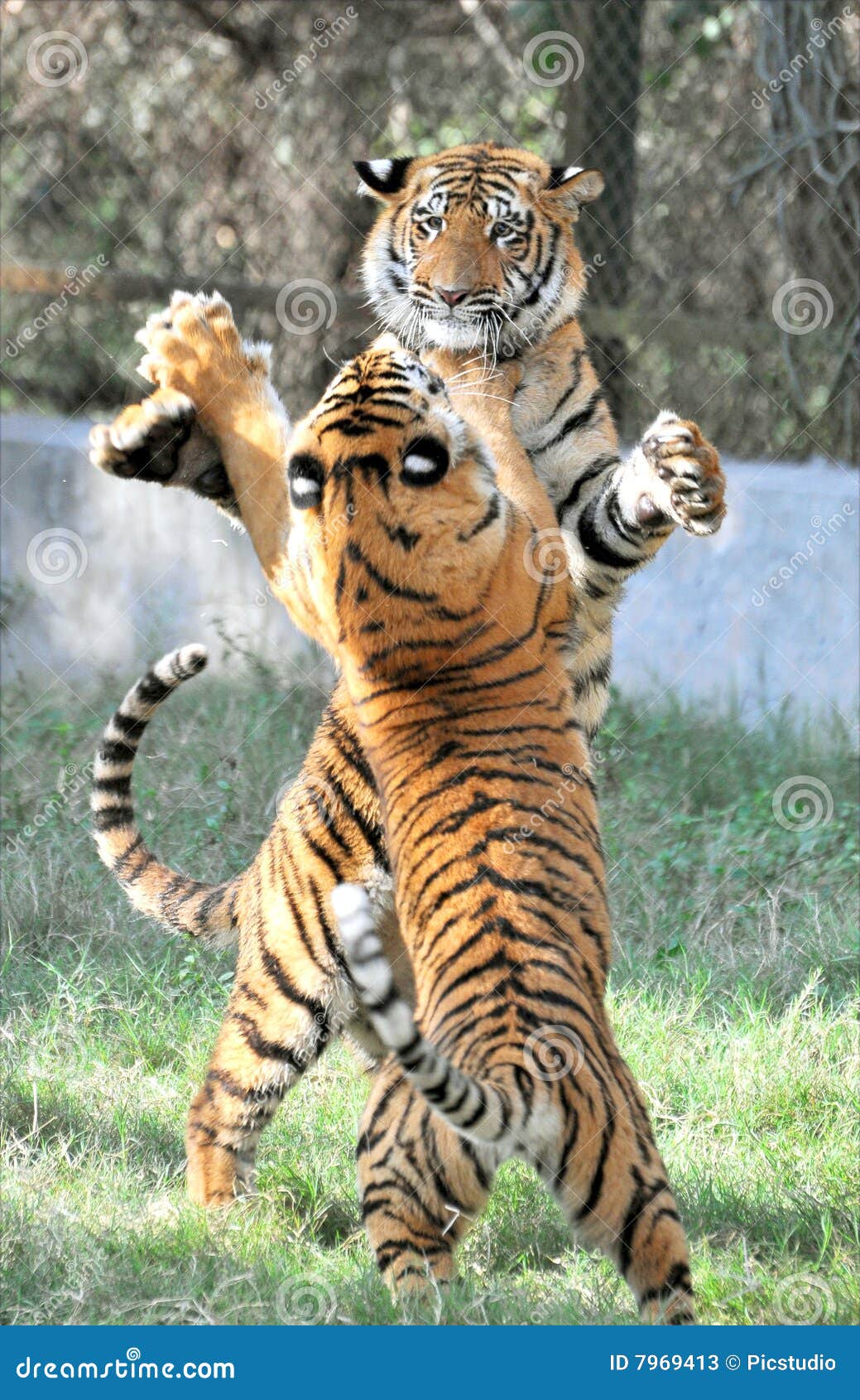 Tigers Fighting In The Wild