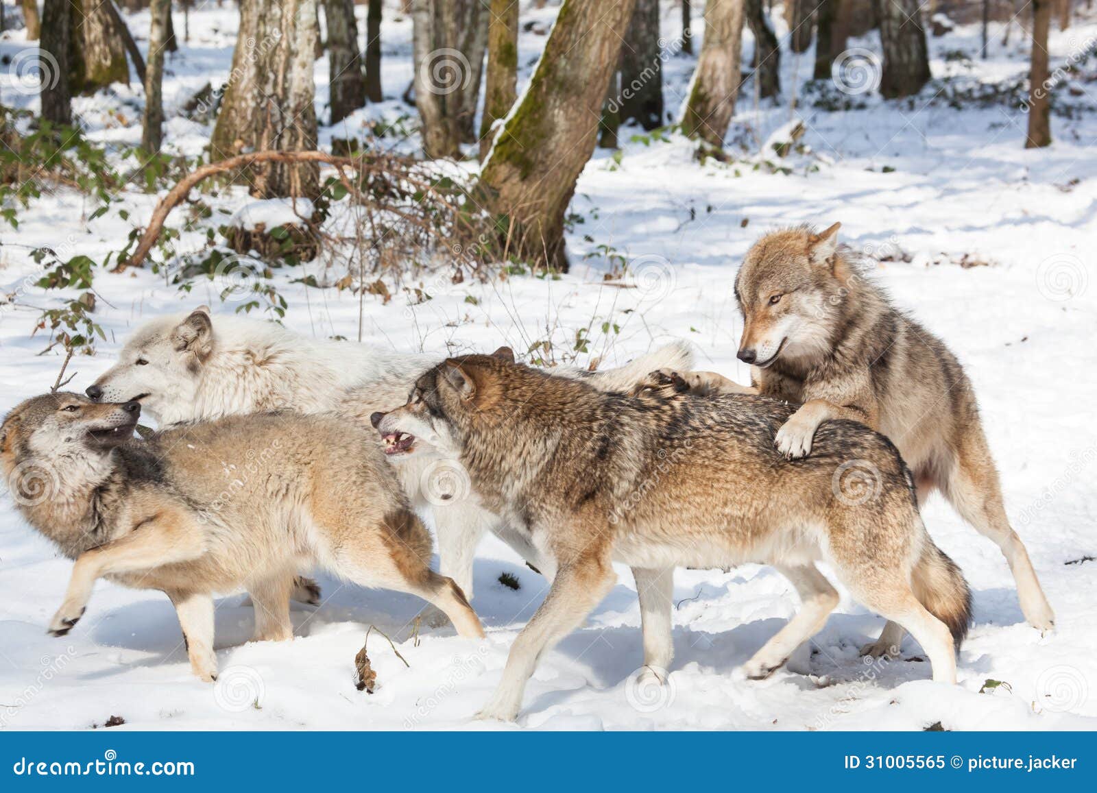 Arctic Wolves Fighting