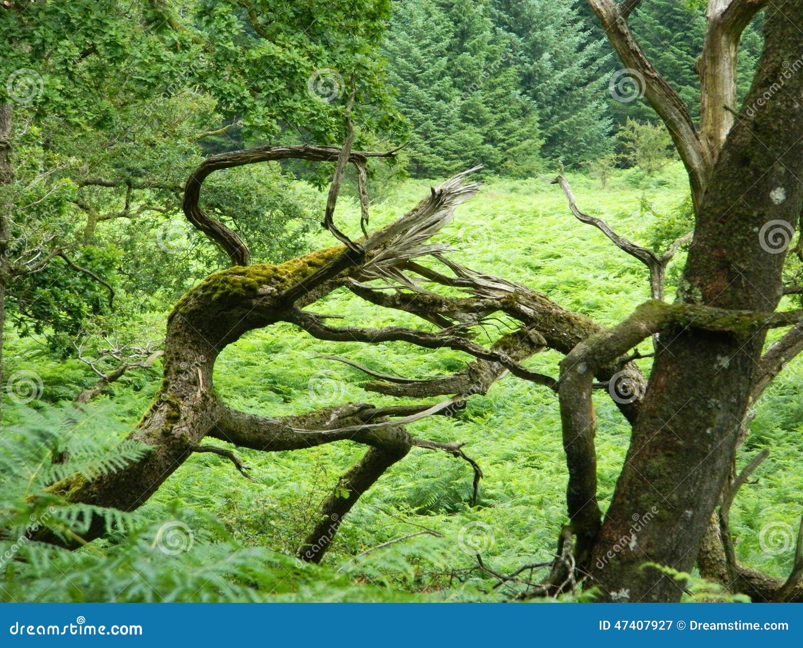 Fighting Trees in Galloway Forest Stock Image - Image of ancient, heart ...