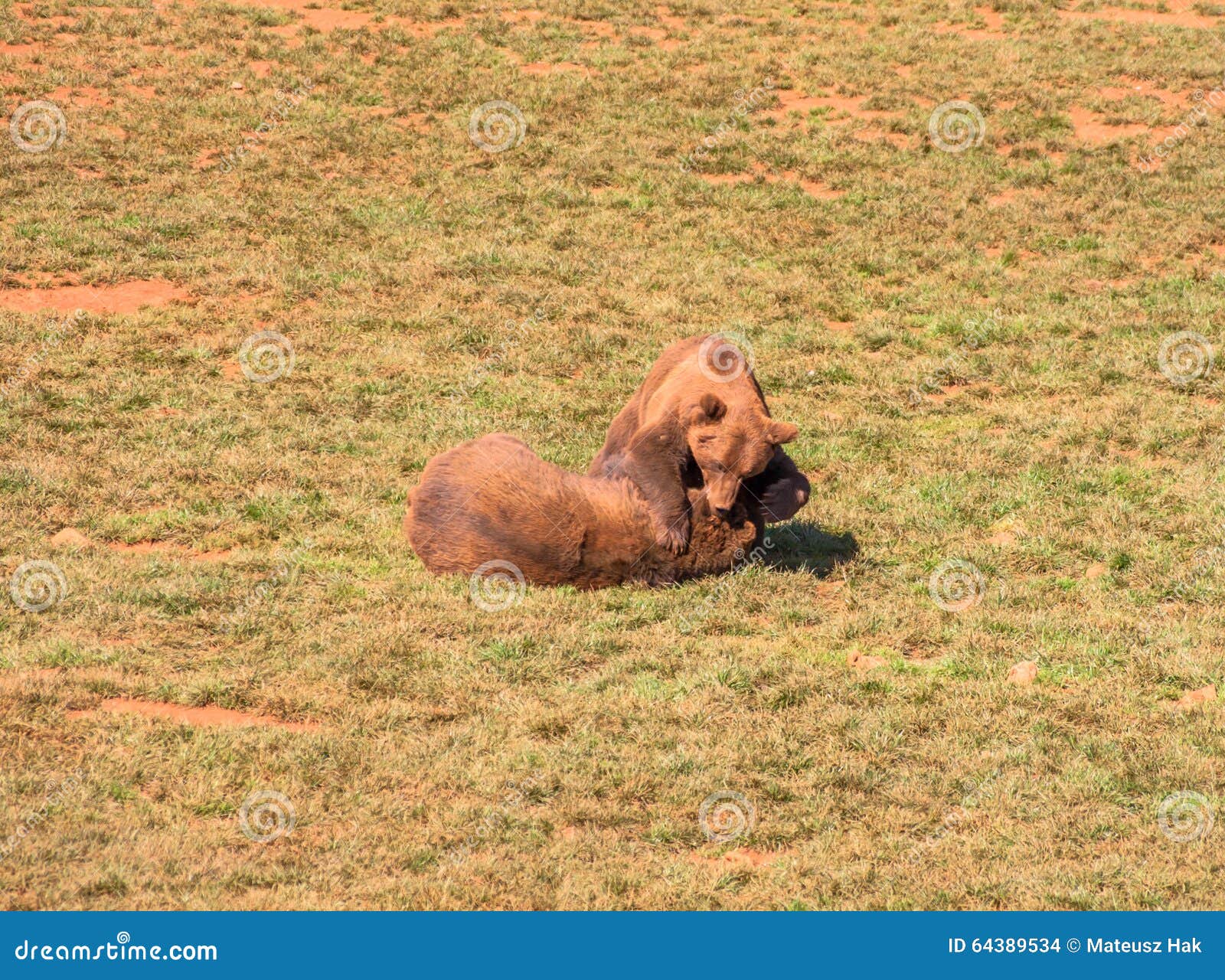 Fighting two brown bears stock photo. Image of carnivore - 64389534