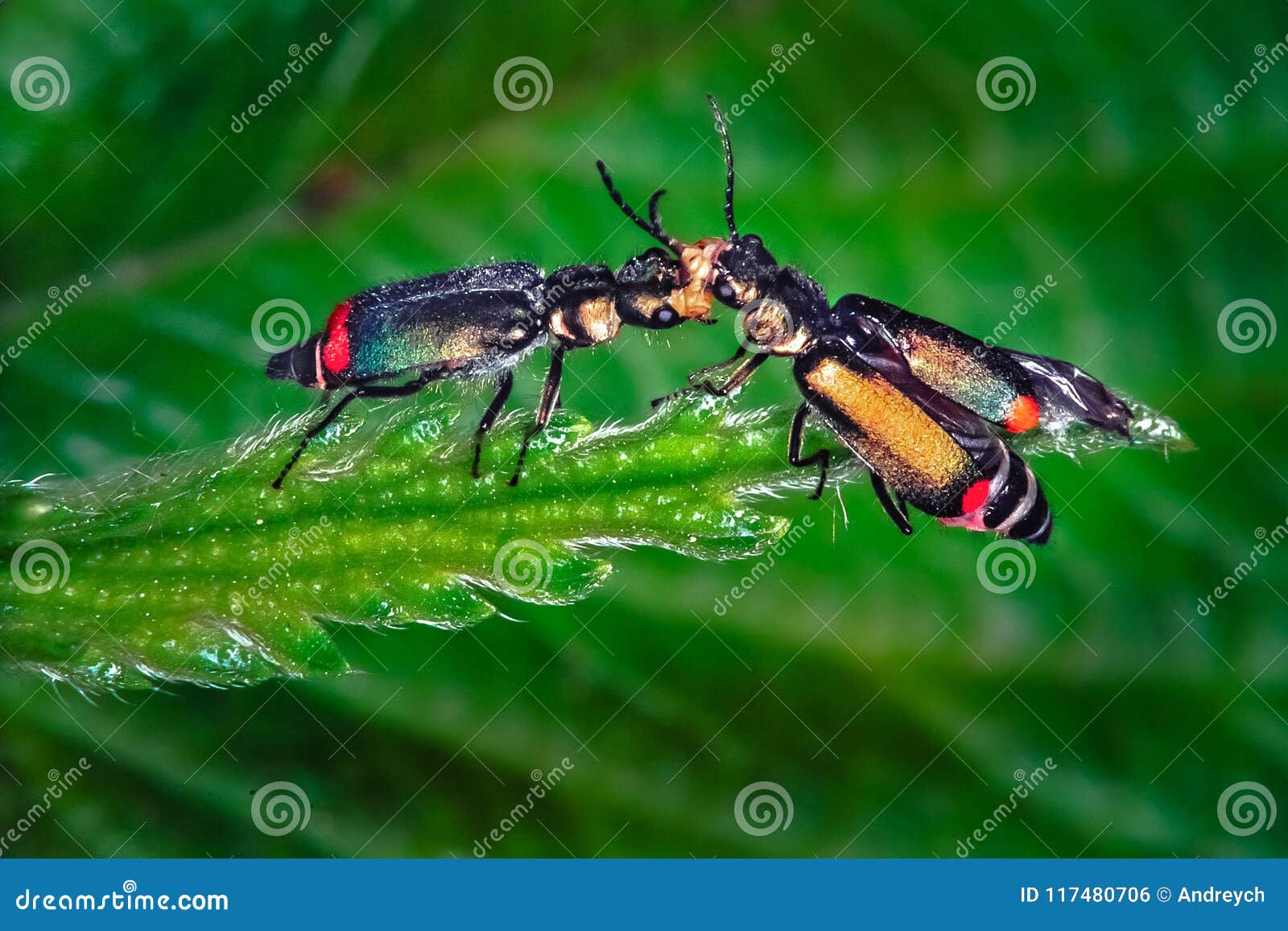 Fighting Two Bugs in a Leaf Stock Photo - Image of green, pair: 117480706