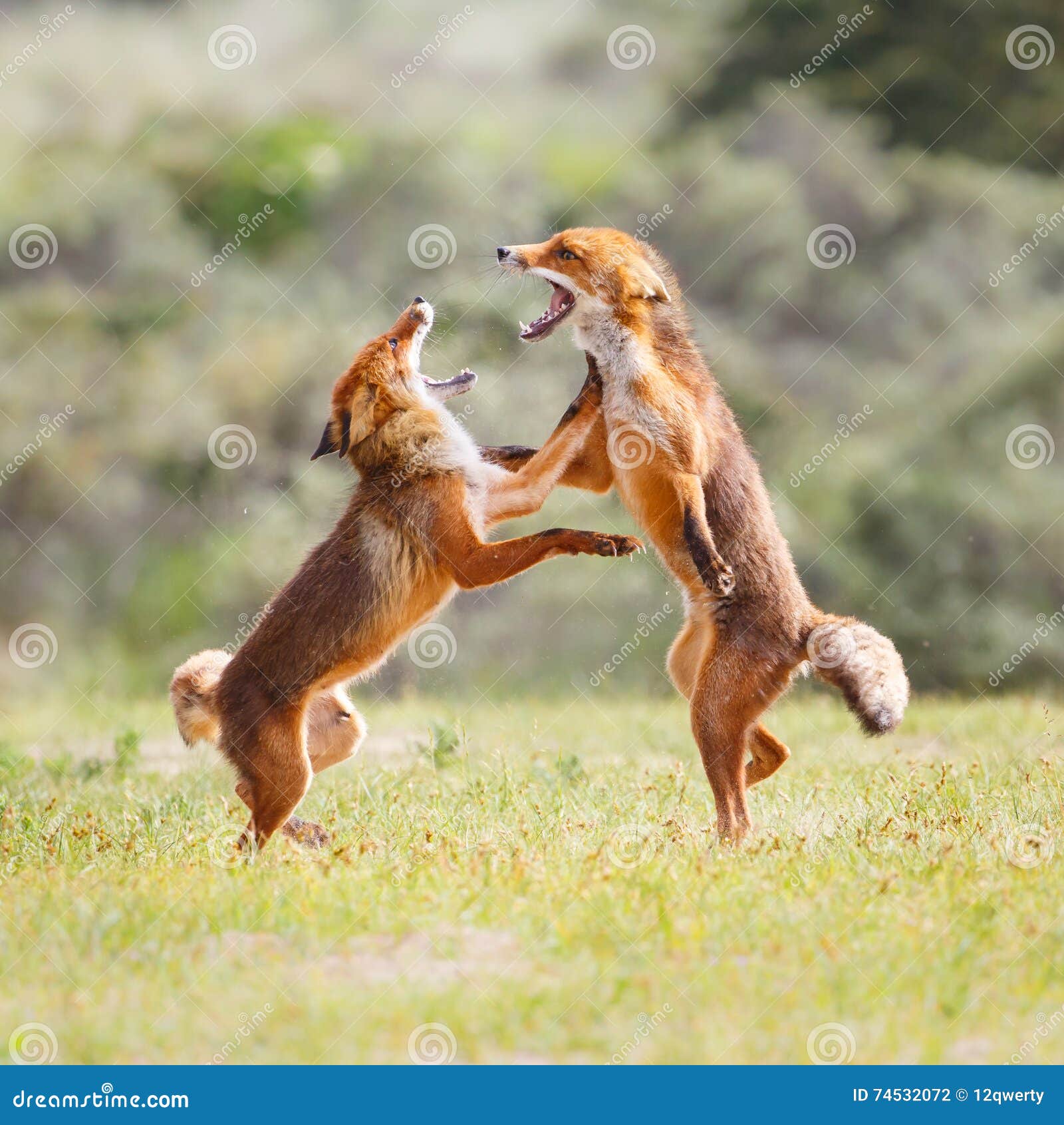 Fighting stock photo. Image of foxes, mammal, wildlife - 74532072