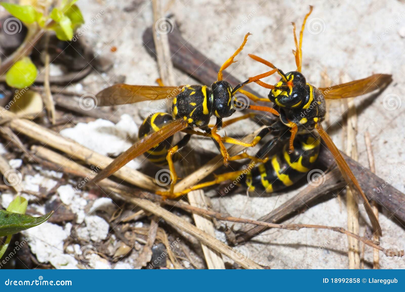 Fighting Wasps And Bees To Death. Wasp Catching A Bee. Wasp Killing A ...