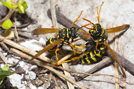 Fighting wasps stock photo. Image of european, yellow - 18992858