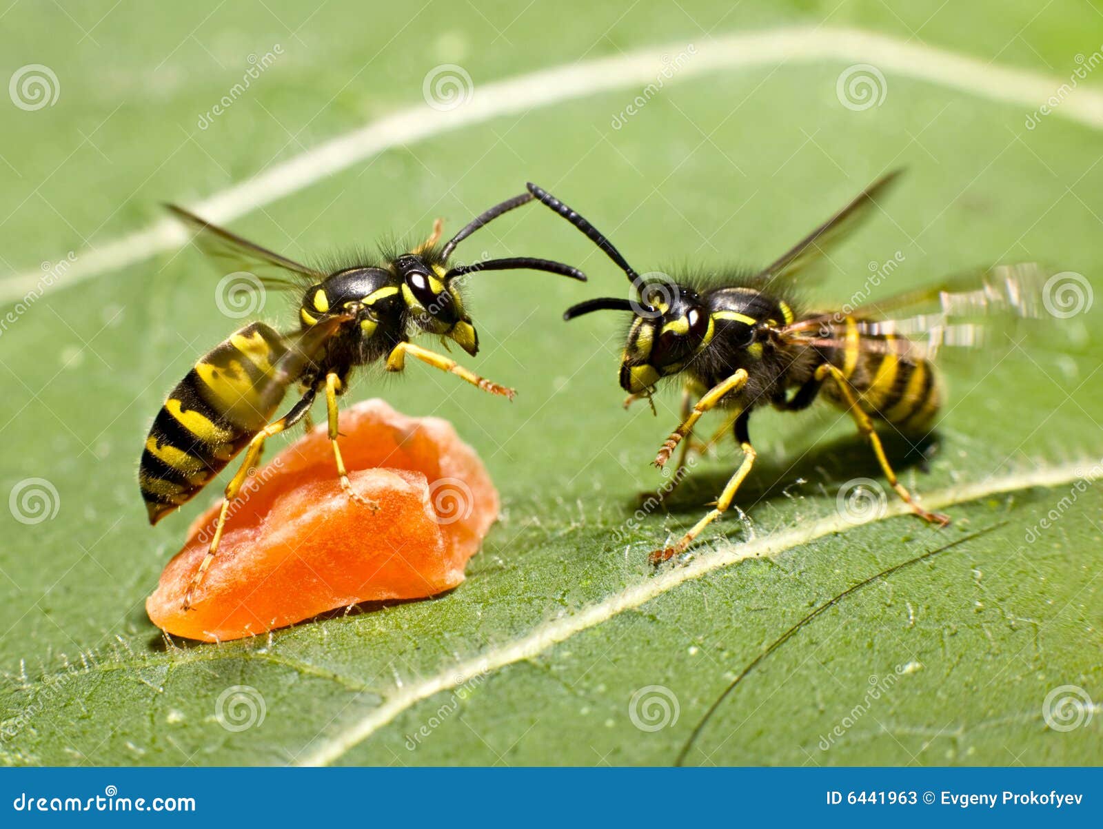 Fighting Wasps And Bees To Death. Wasp Catching A Bee. Wasp Killing A ...