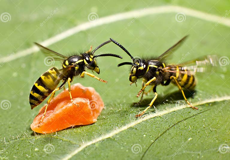 Fighting wasps stock image. Image of yellow, wasp, struggle - 6441963