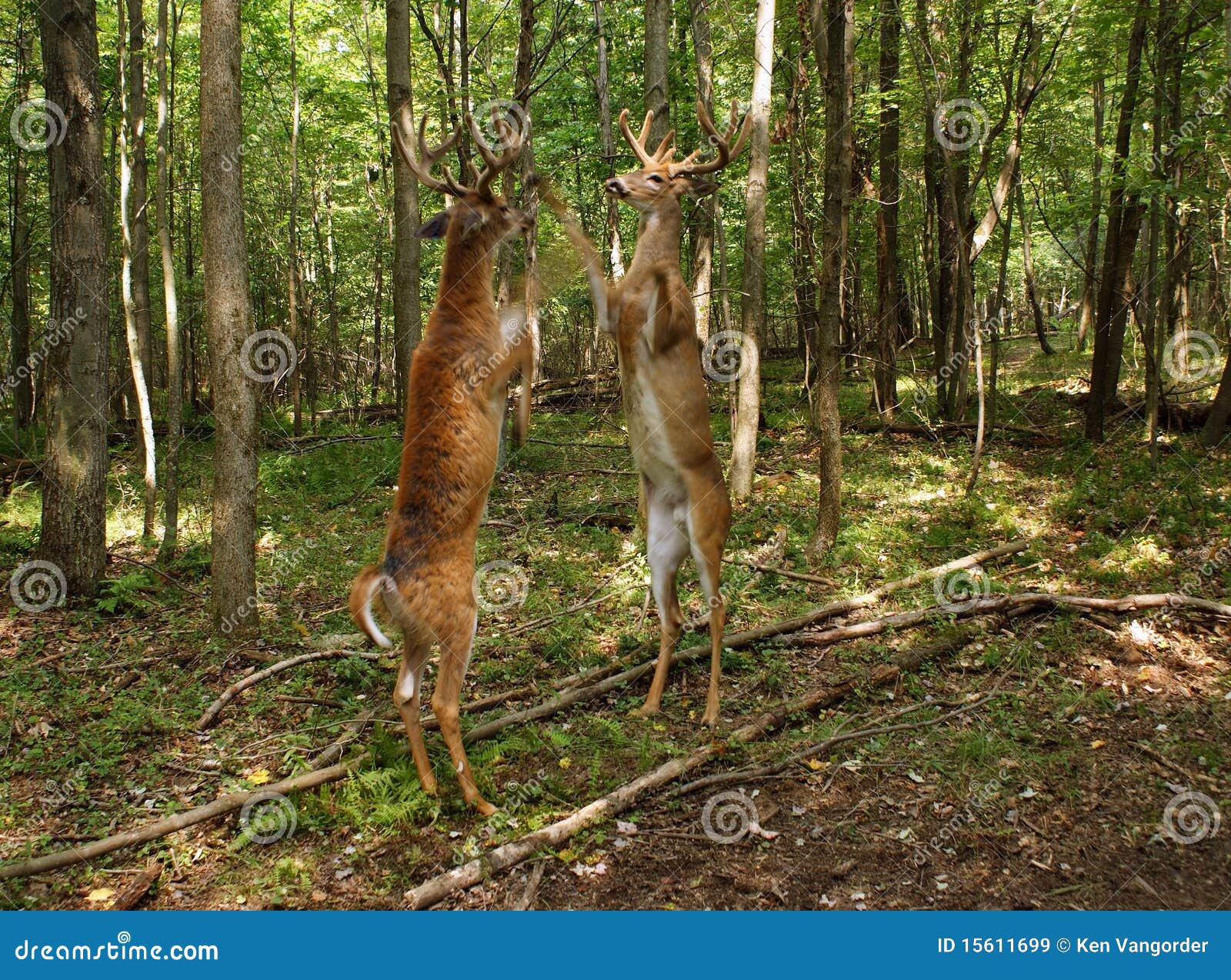White Tailed Deer Fighting