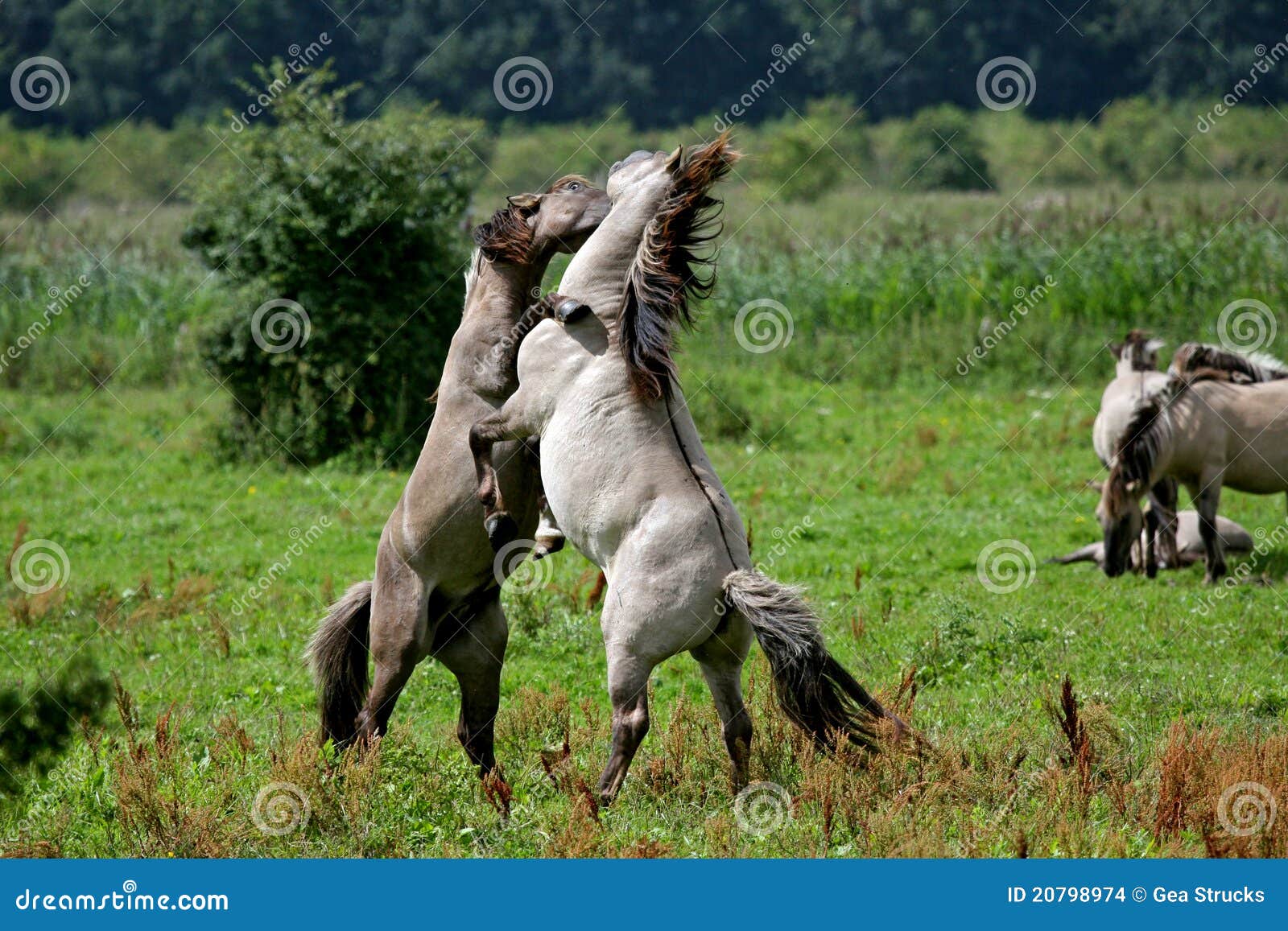 Fighting Wild Konik Stallions Stock Photo - Image of fighting, outdoor ...