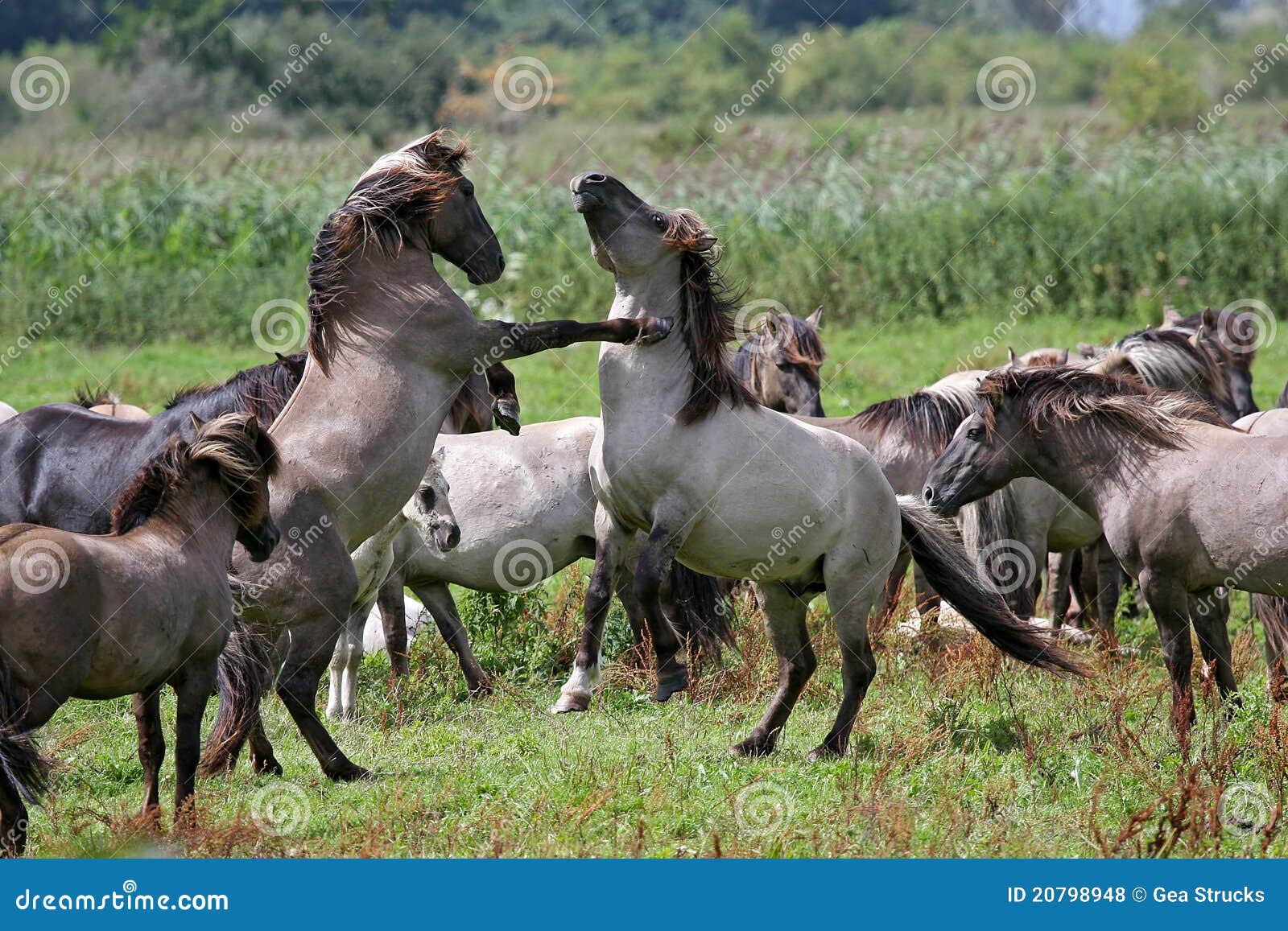 Fighting wild stallions stock photo. Image of fighting - 20798948