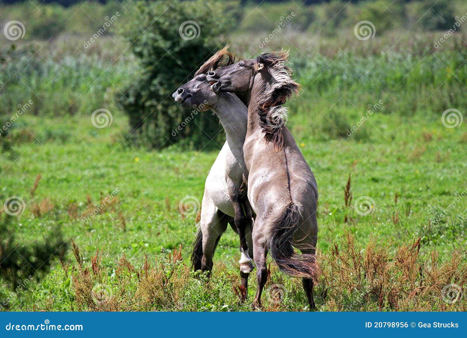 Fighting wild stallions stock photo. Image of horses - 20798956