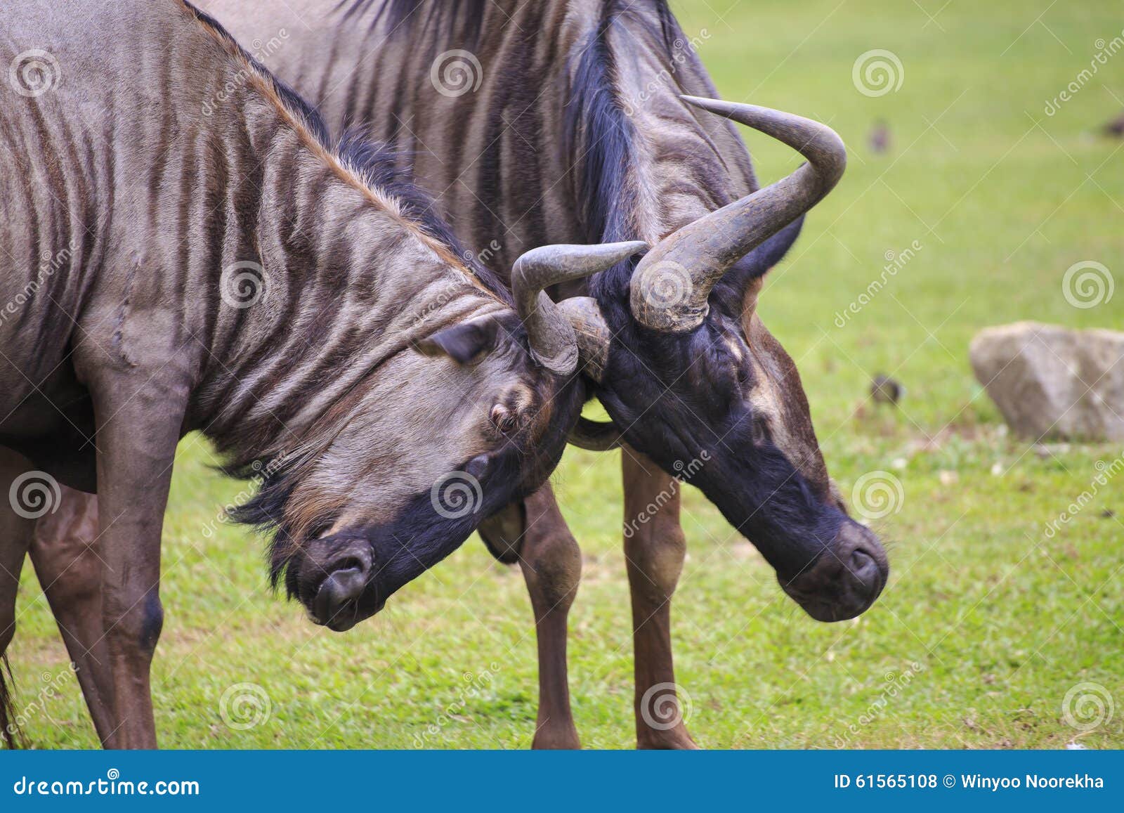Fighting wilderbeast stock photo. Image of wildebeest - 61565108
