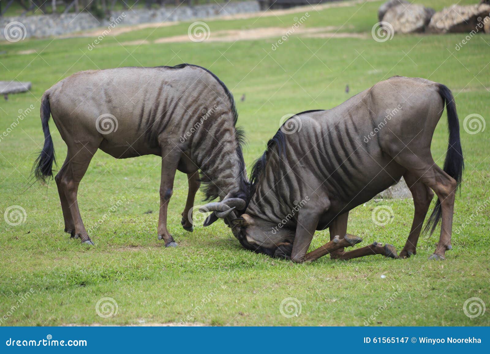 Fighting wilderbeast stock image. Image of fight, outdoor - 61565147