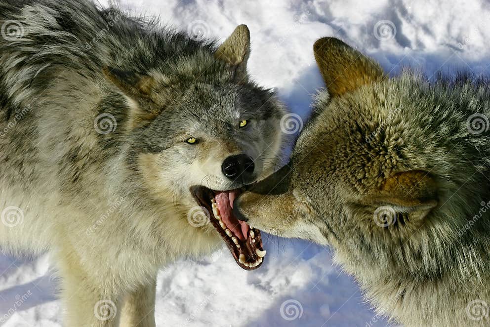 Fighting Wolves stock photo. Image of aggression, engage - 1911548
