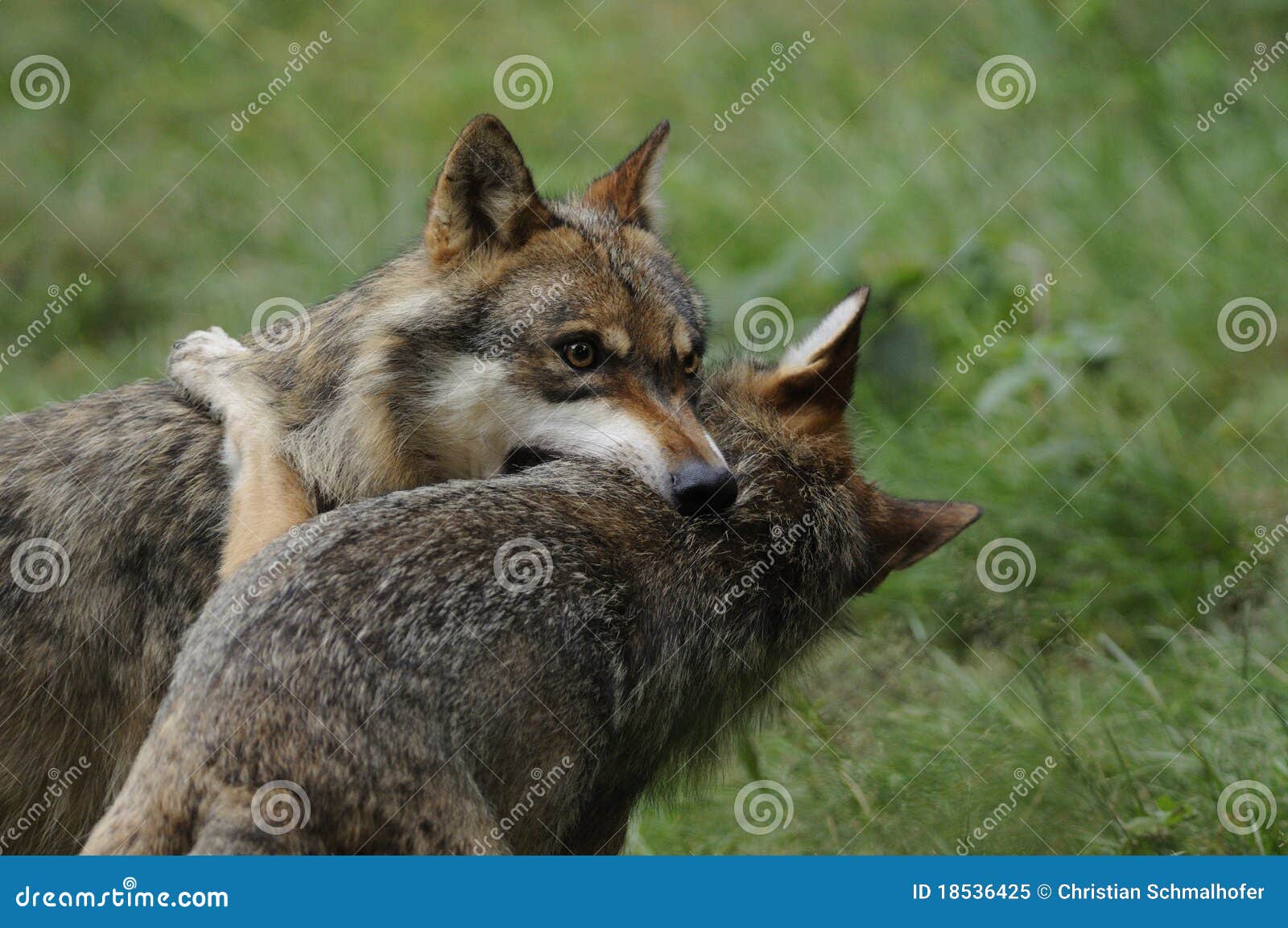 Fox Fighting Wolf