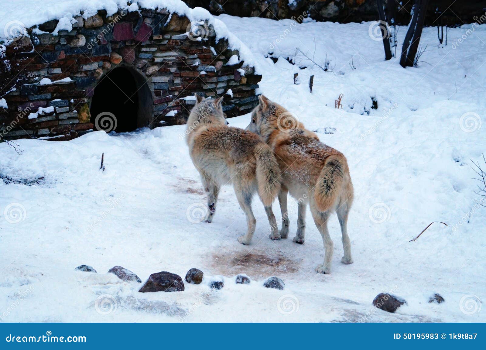 Fighting wolves stock image. Image of danger, grey, outside - 50195983