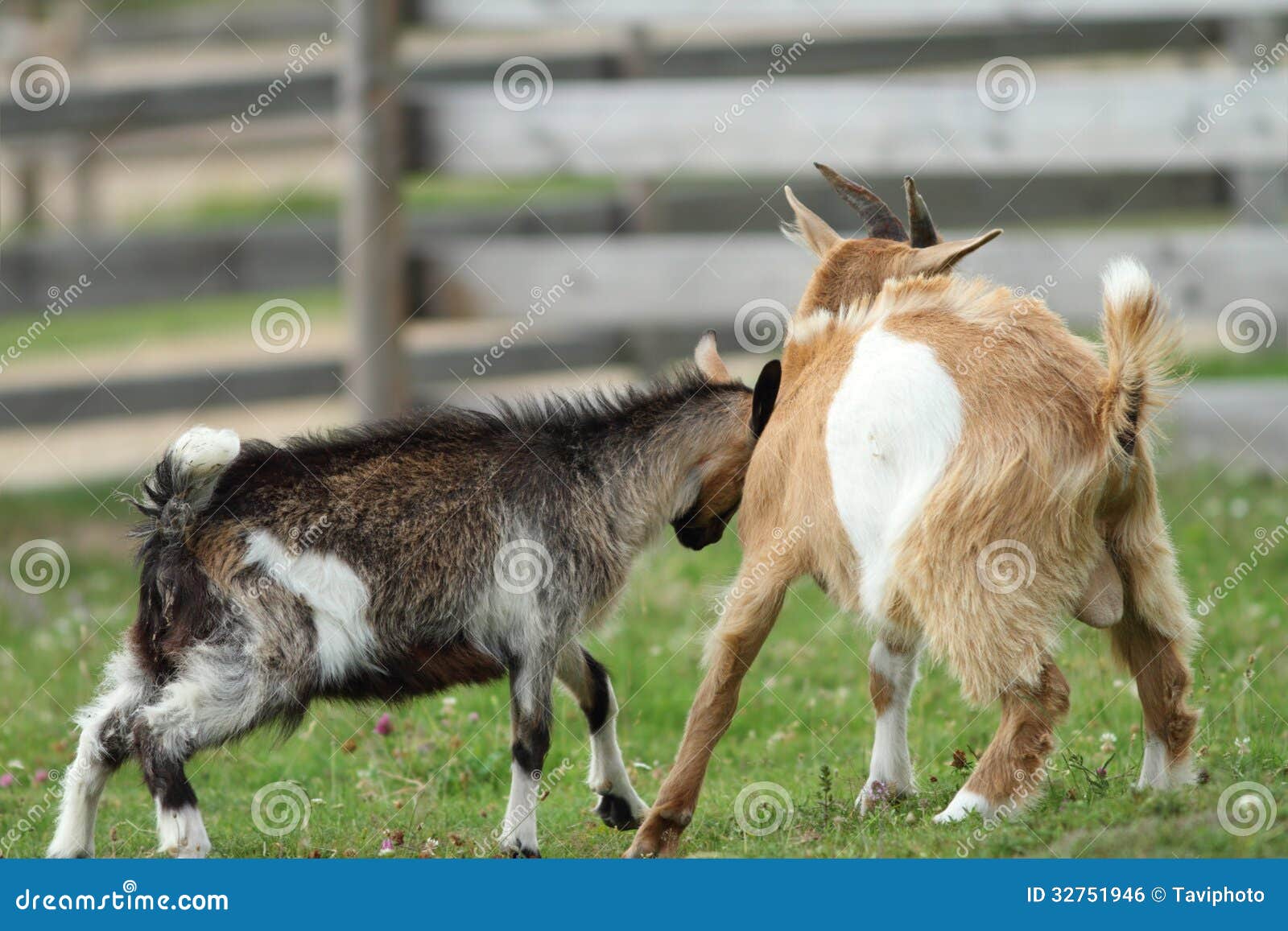 Fighting young goats stock photo. Image of aggression - 32751946