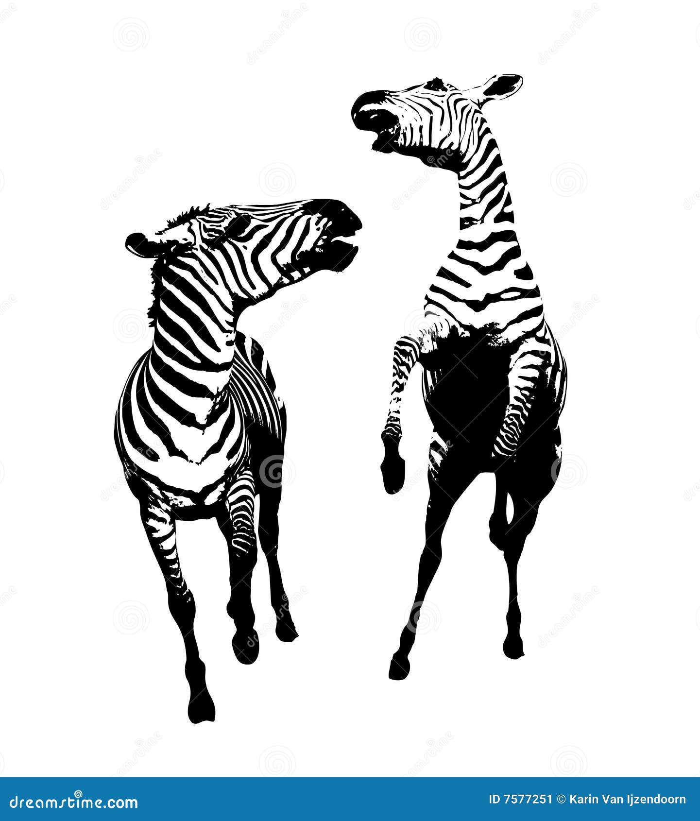 Fighting Zebra Illustration Stock Image | CartoonDealer.com #7577251