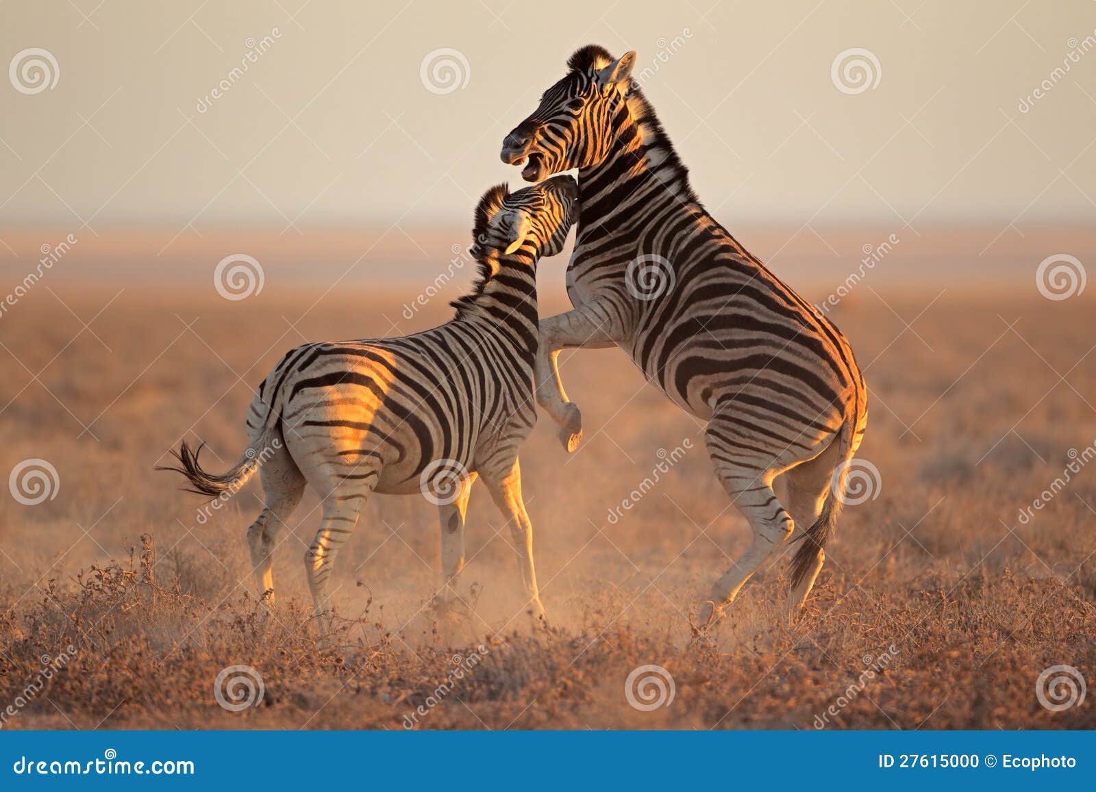 Fighting Zebras stock photo. Image of stripes, aggressive - 27615000