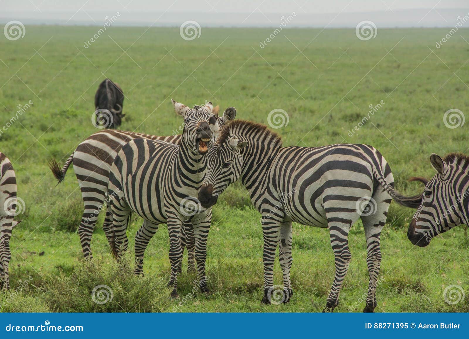 Mating Zebras Stock Photography | CartoonDealer.com #194406104
