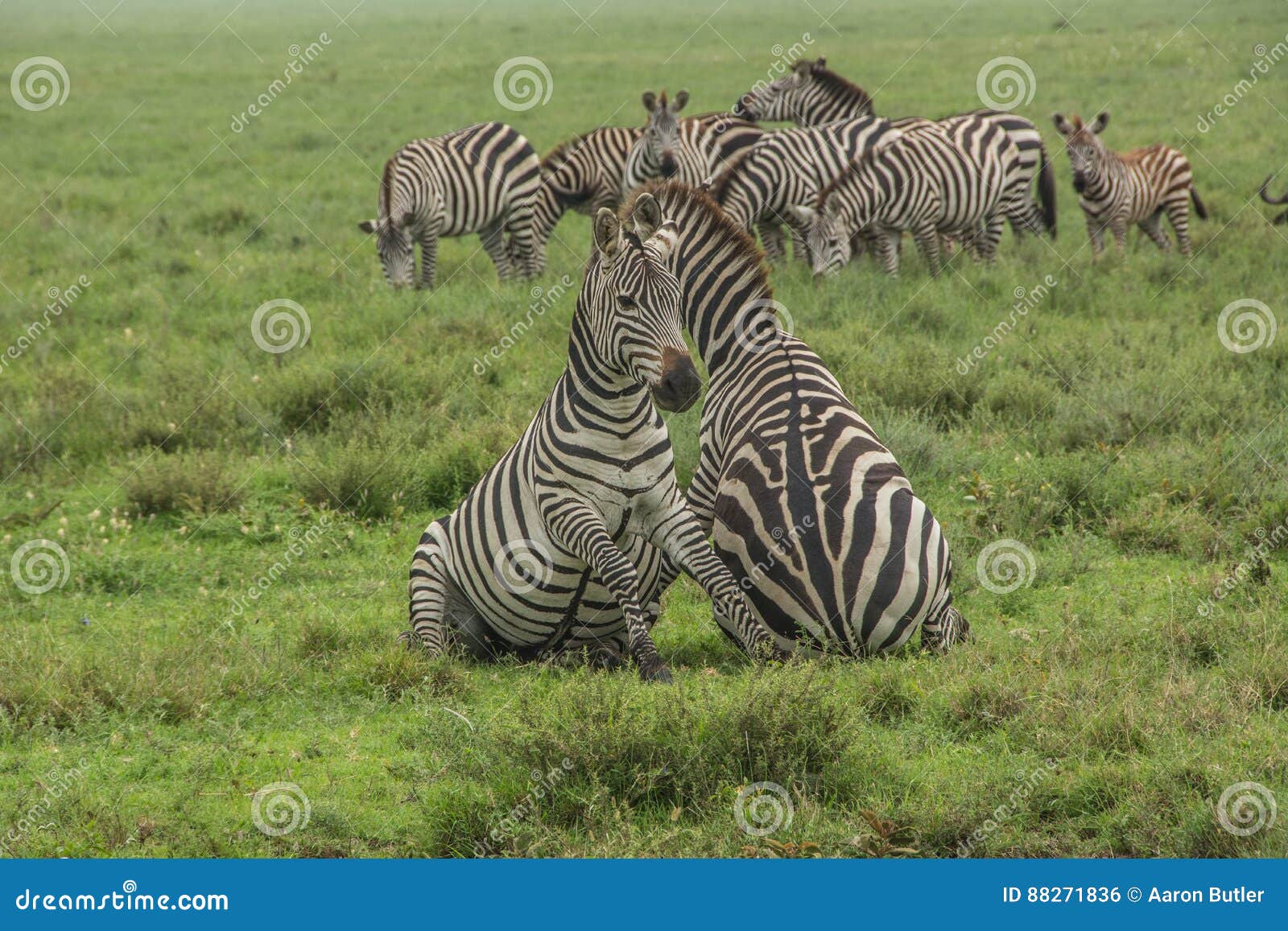 Mating Zebras Stock Photography | CartoonDealer.com #194406104