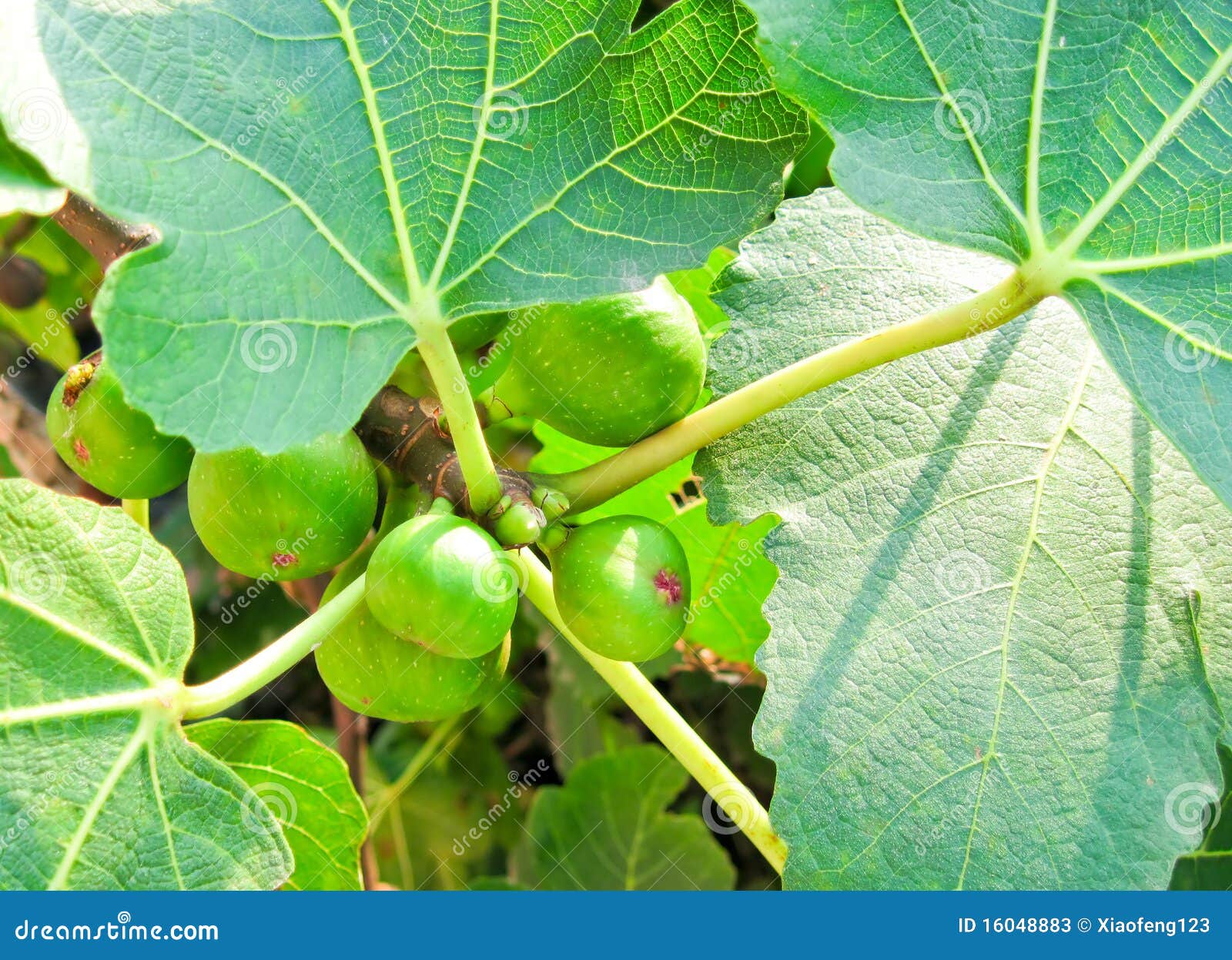 Figo imagem de stock. Imagem de verde, folha, planta - 16048883