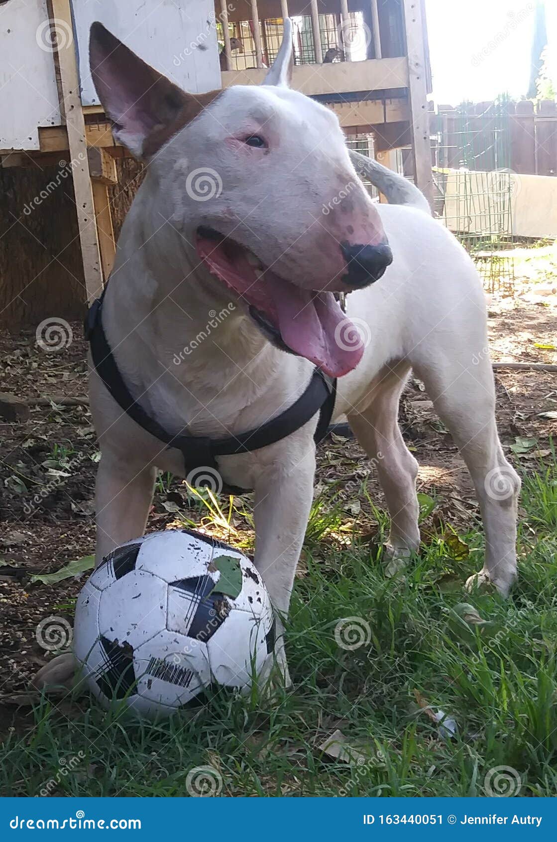 Figo is a Ball Hog and is Over Possessive Stock Image - Image of ball ...