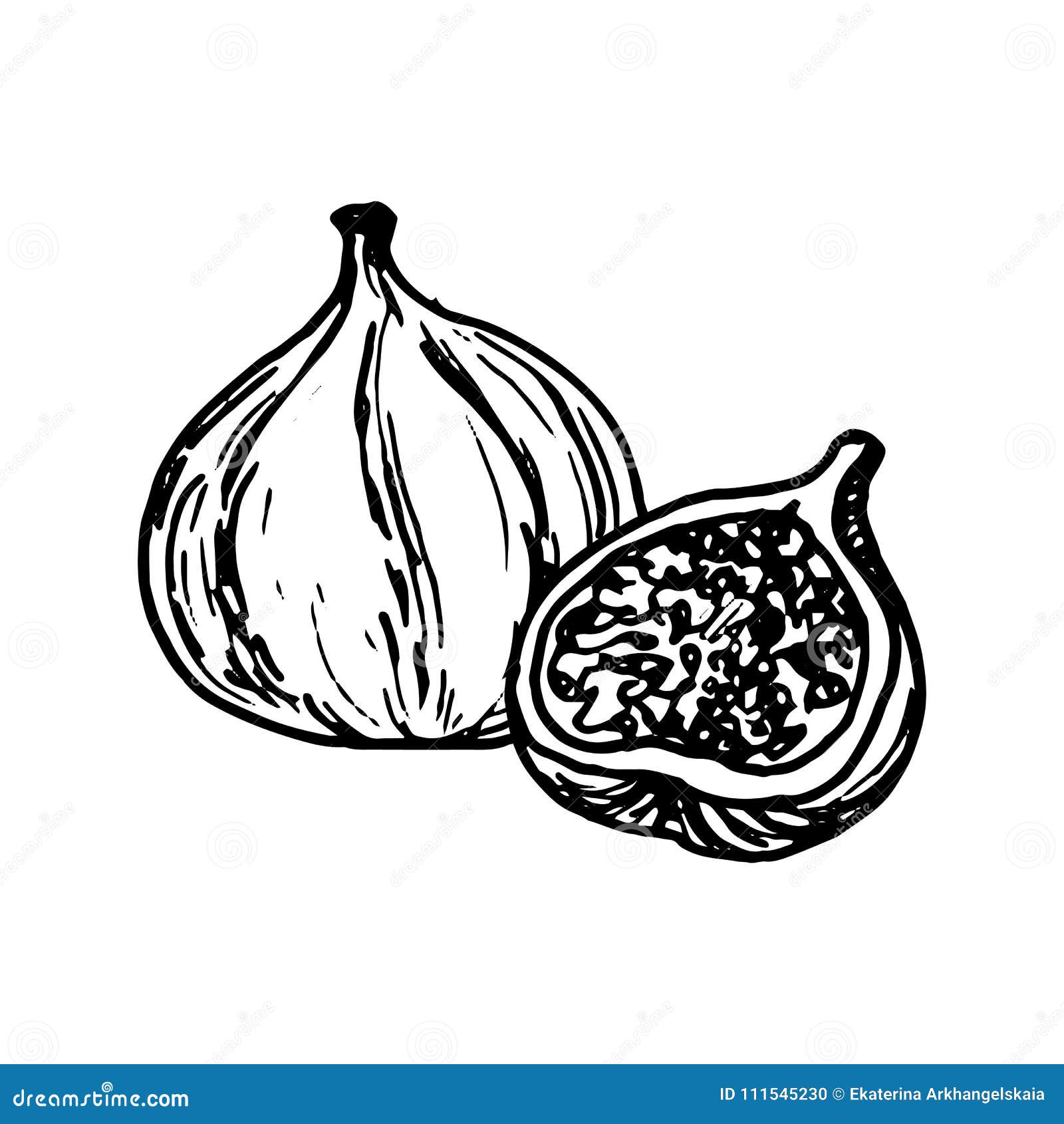 Figo Do Desenho Da Tinta Do Vetor Ilustração do Vetor - Ilustração de ...