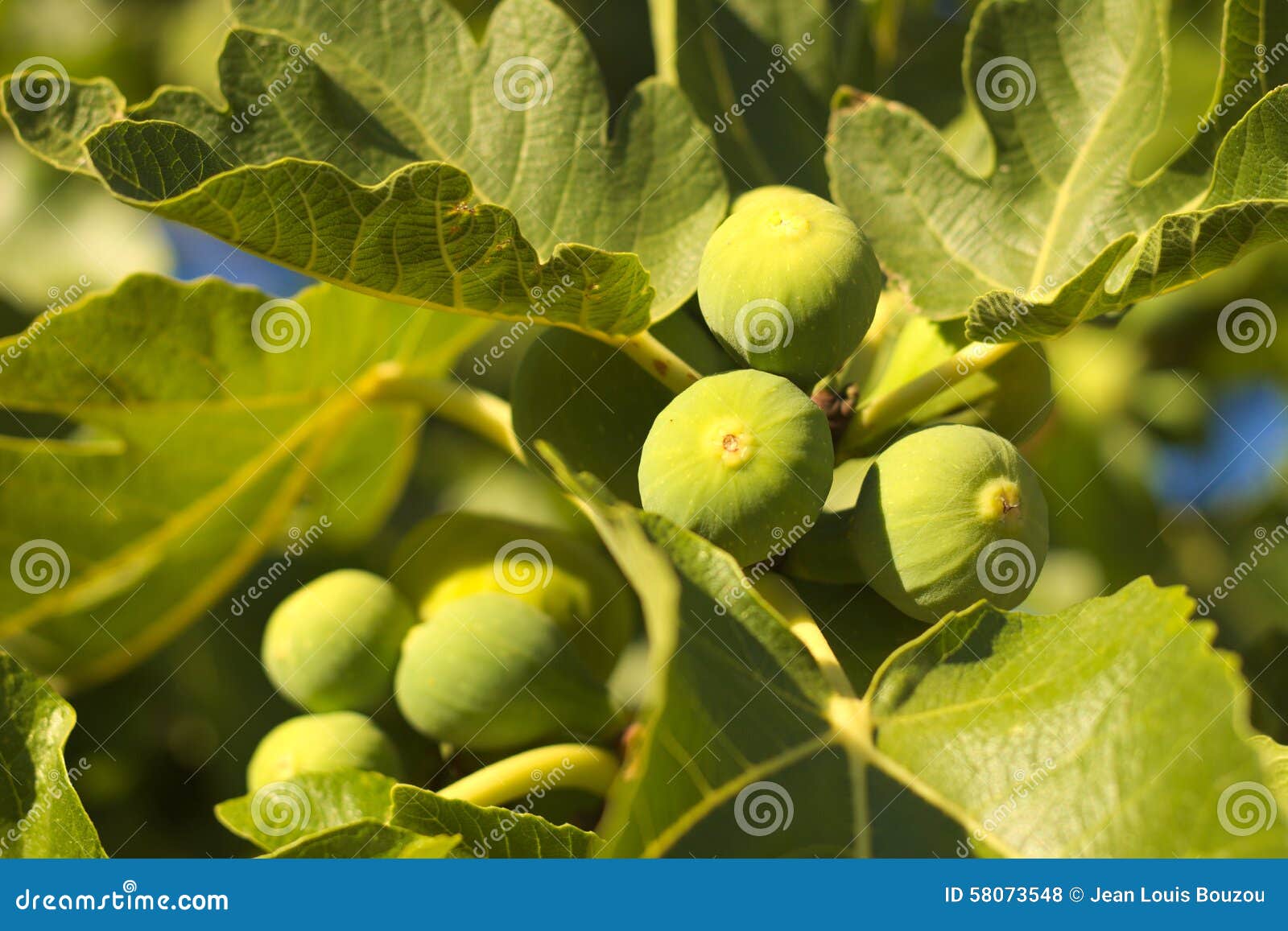 Figos brancos foto de stock. Imagem de figo, folhas, verde - 58073548