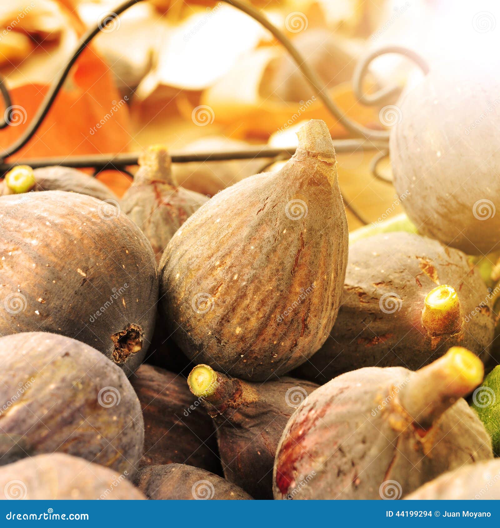 Figs in a Basket Lit by the Noon Light Stock Photo - Image of food ...