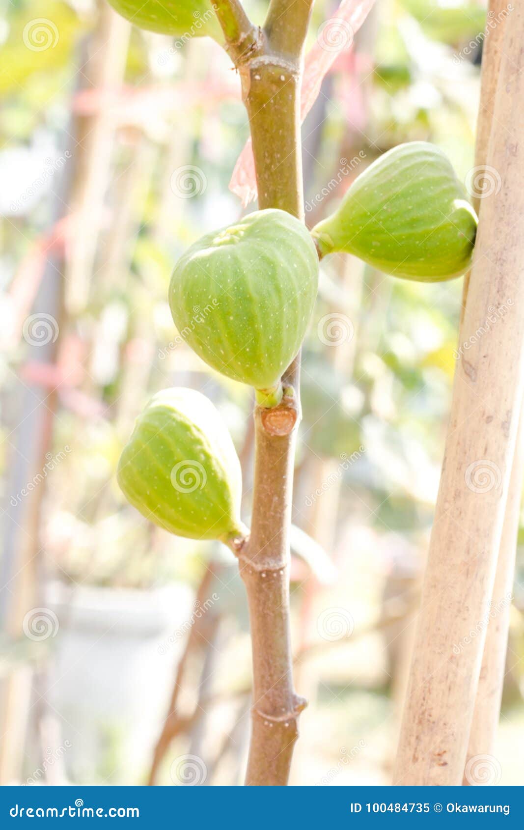 Figs on the Branch of a Fig Tree Stock Image - Image of tropical ...