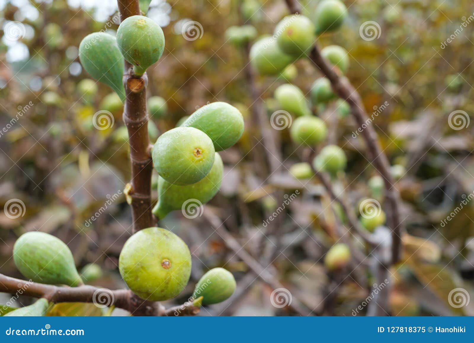 Figs on the Branch of a Fig Tree , Stock Image - Image of nutrition ...