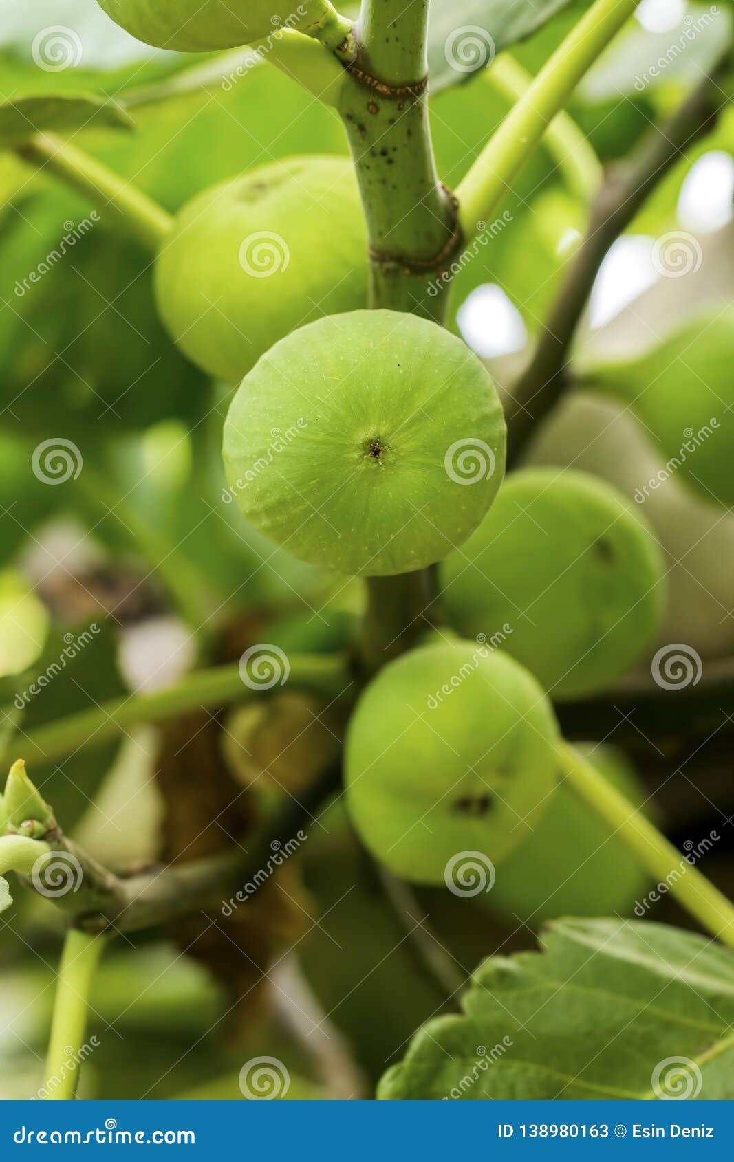 Figs on the Branch of a Fig Tree Stock Image - Image of summer, vitamin ...