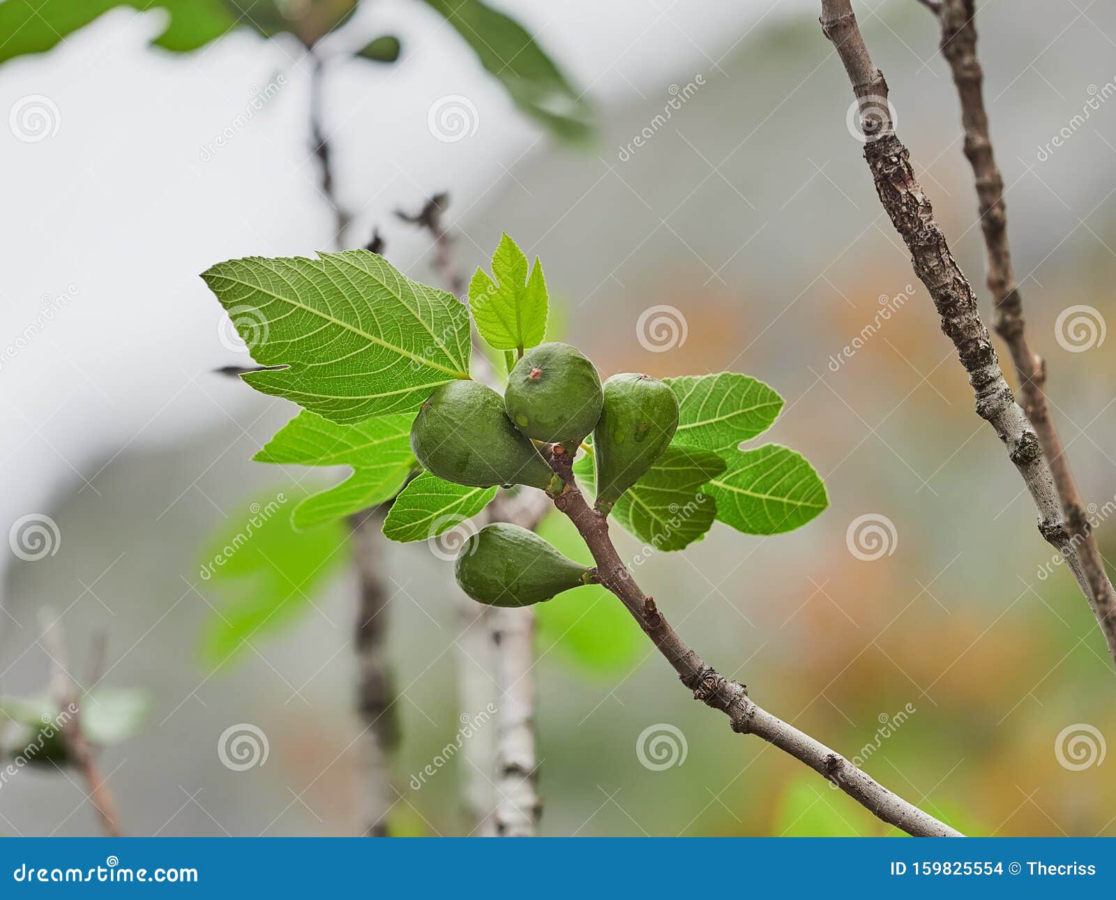 Figs on the Branch of a Fig Tree Stock Photo - Image of copy, close ...
