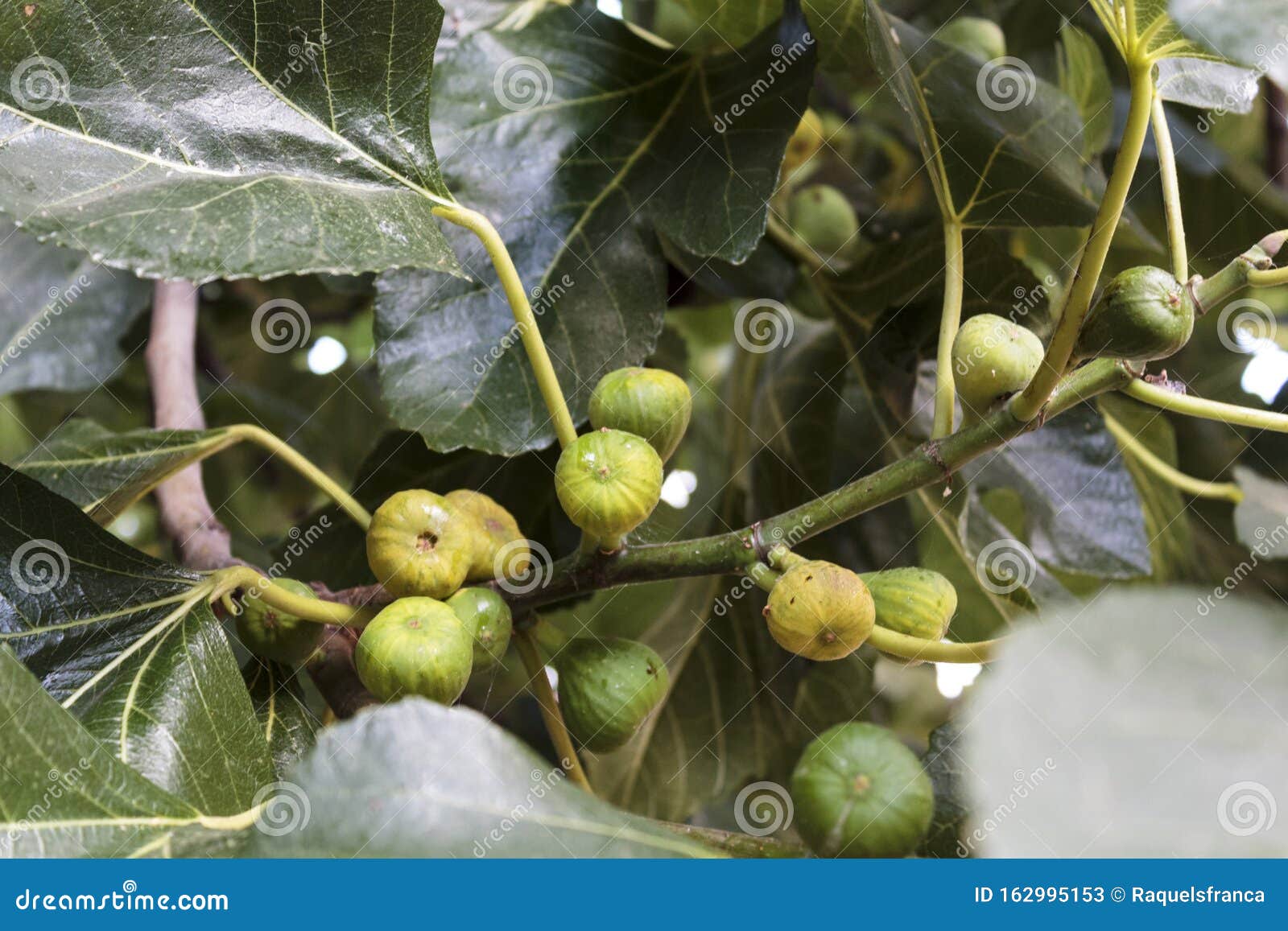 Figs on the Branch of a Fig Tree Stock Image - Image of agriculture ...