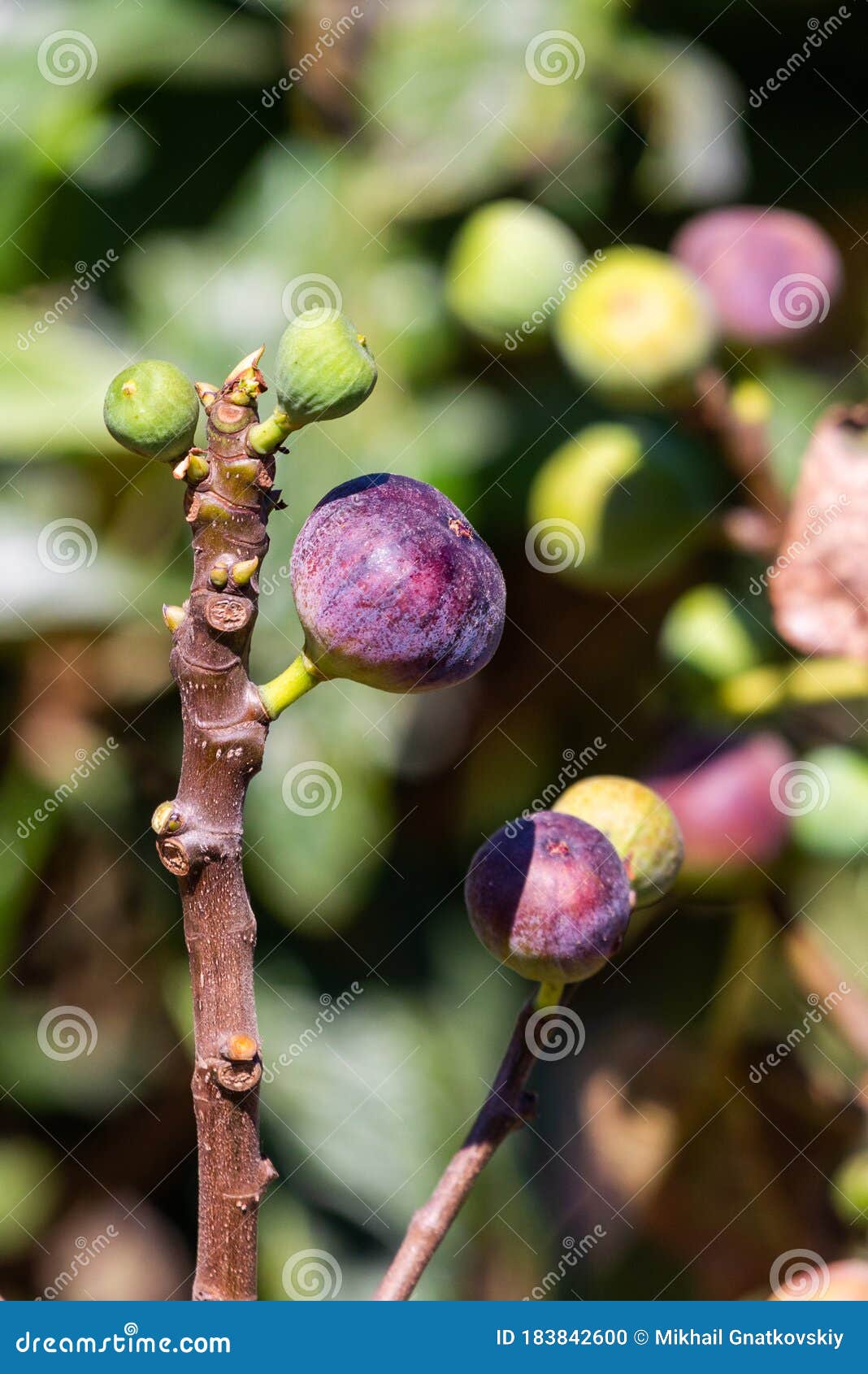 Figs on the Branch of a Fig Tree Stock Photo - Image of blur, growing ...