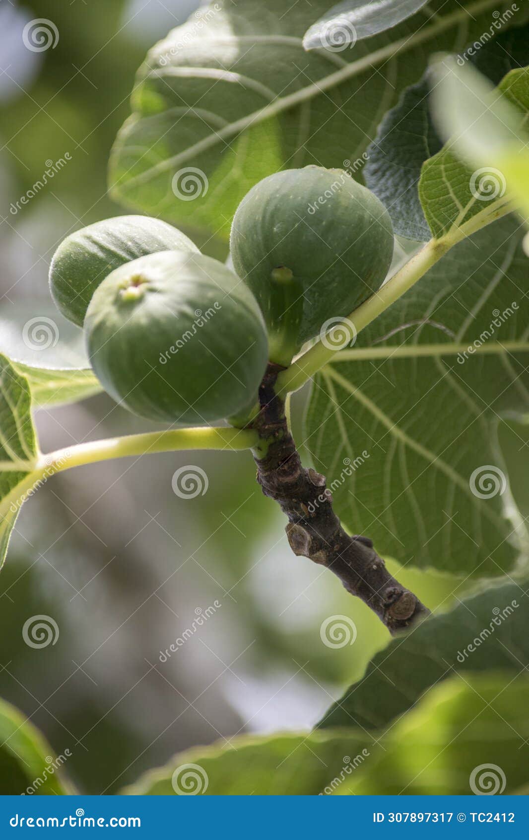 Figs on the Branch of the Fig Tree Stock Image - Image of nutrition, fruit: 307897317
