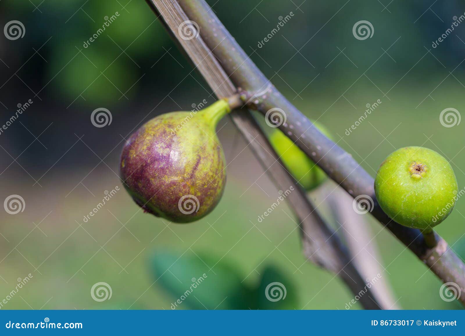 Figs on the Branch of a Fig Tree. Stock Image - Image of tree, fresh ...