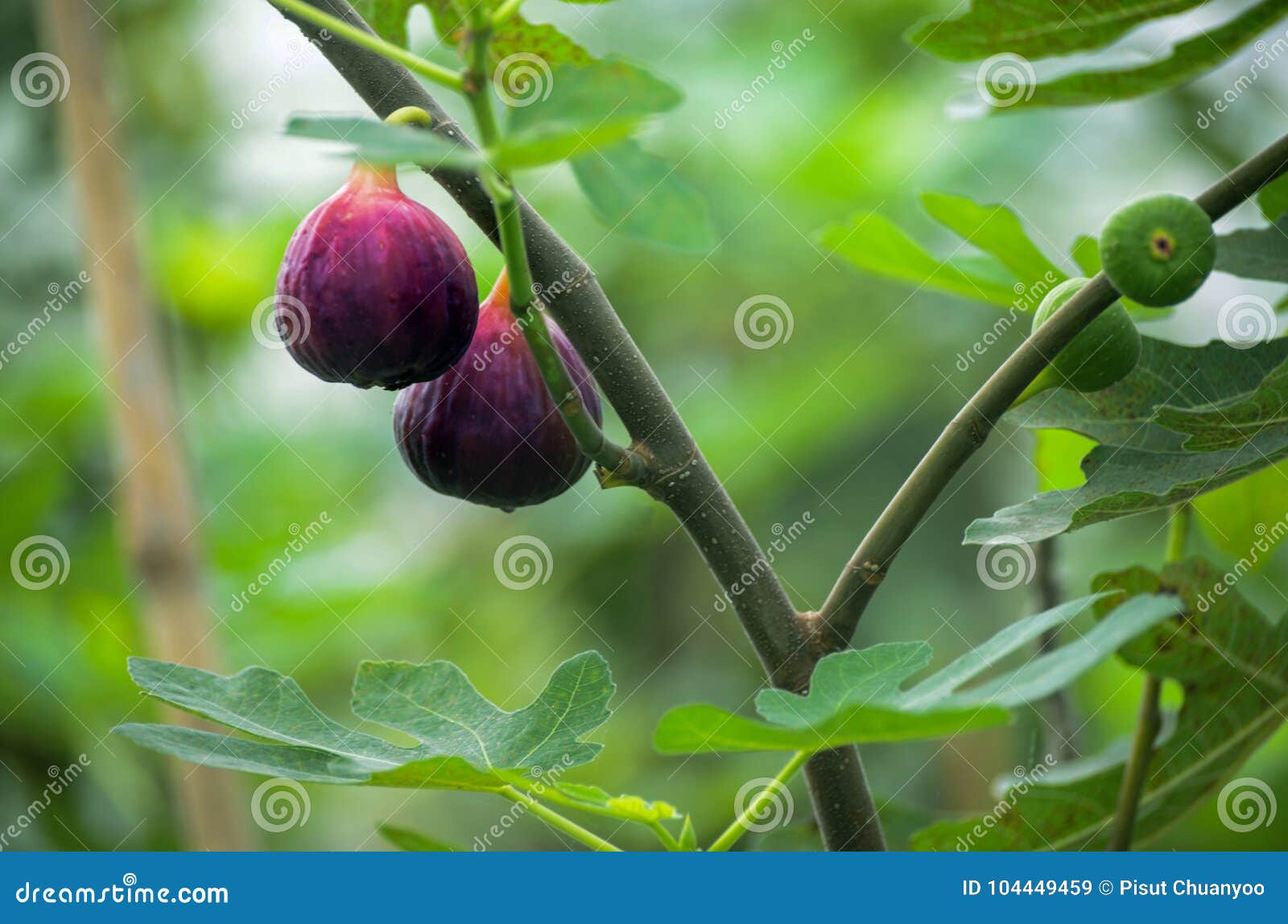 Figs on the Branch of a Fig Tree Stock Image - Image of copy, close ...