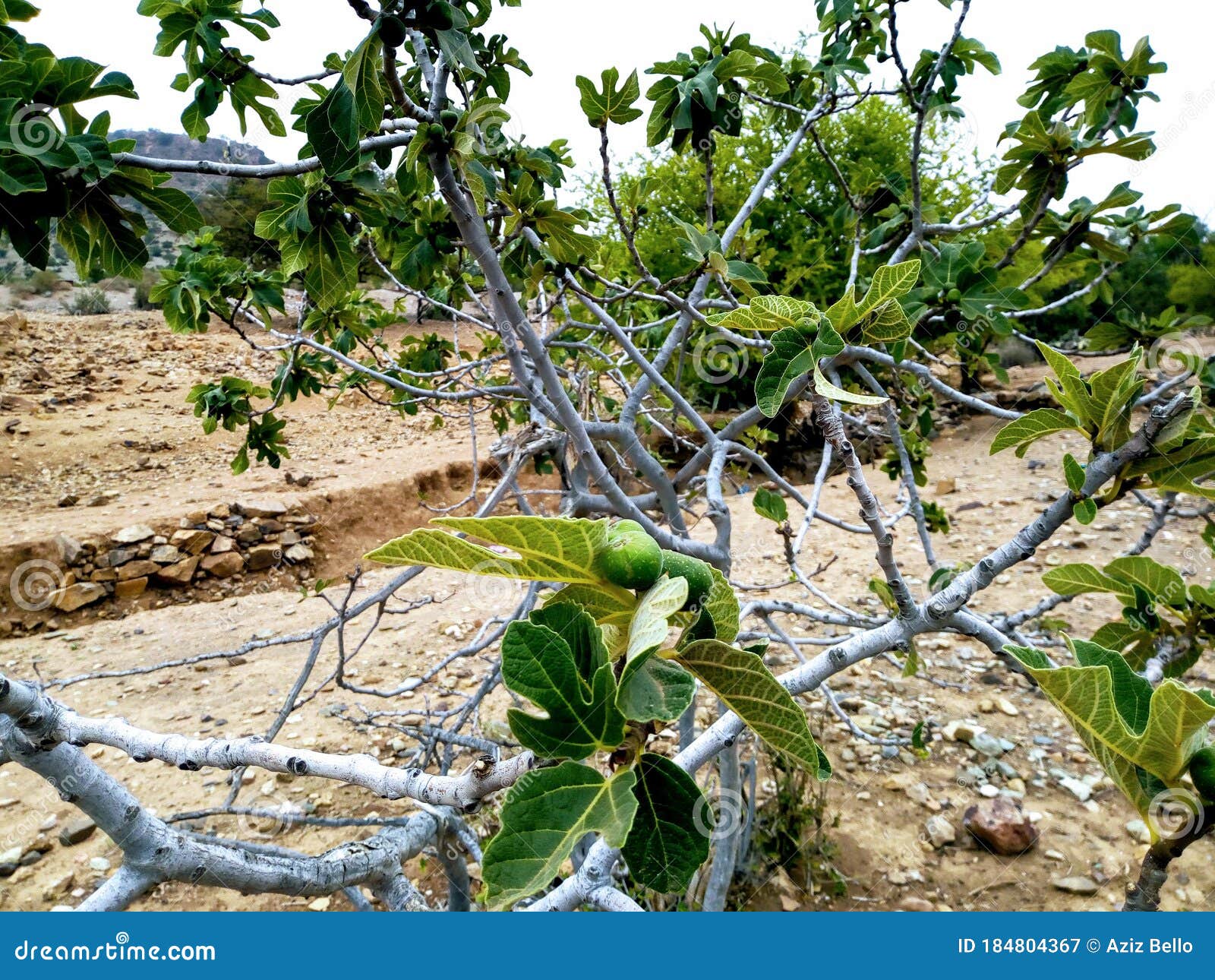 Fig tree, in a forest. stock image. Image of figs, fruit - 184804367