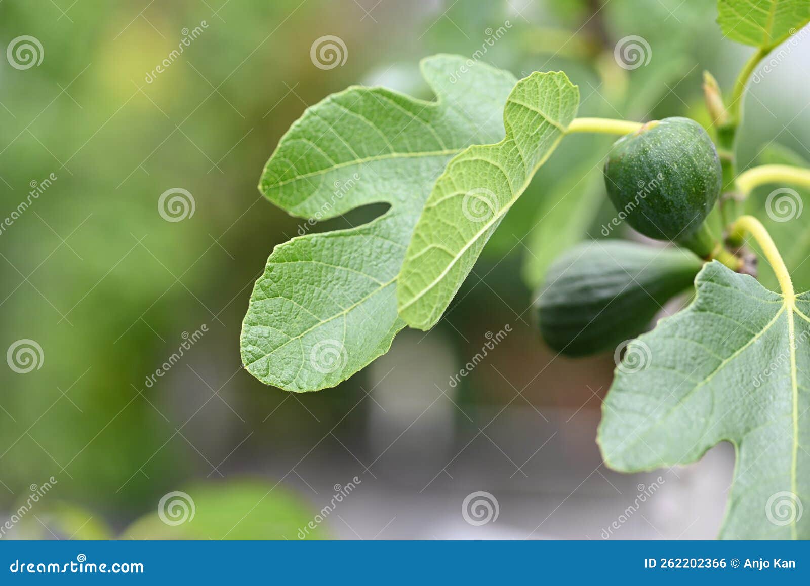 Figs on the Branch of a Fig Tree Stock Photo - Image of nutrition ...