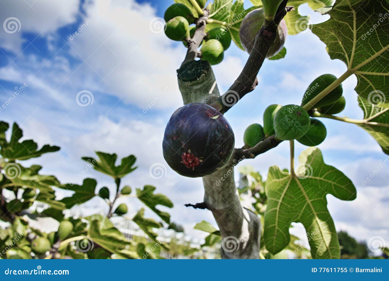 Figs on the Branch of a Fig Tree Stock Image - Image of exotic, leaves ...