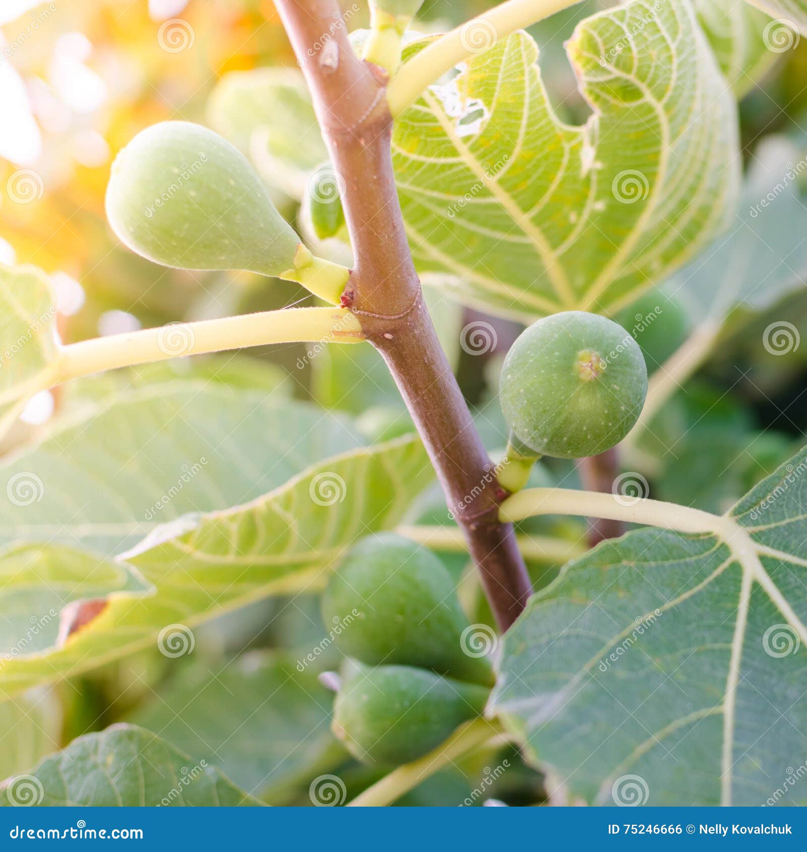Figs on the Branch of a Fig Tree Stock Photo - Image of juice ...